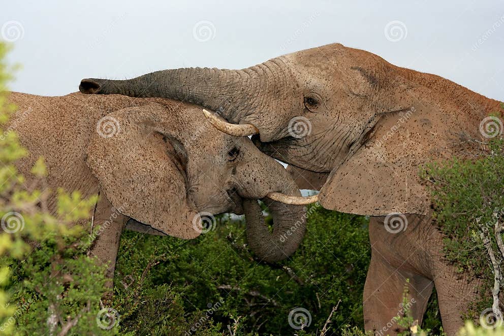 Elephant Games stock photo. Image of tusk, park, animal - 4413488