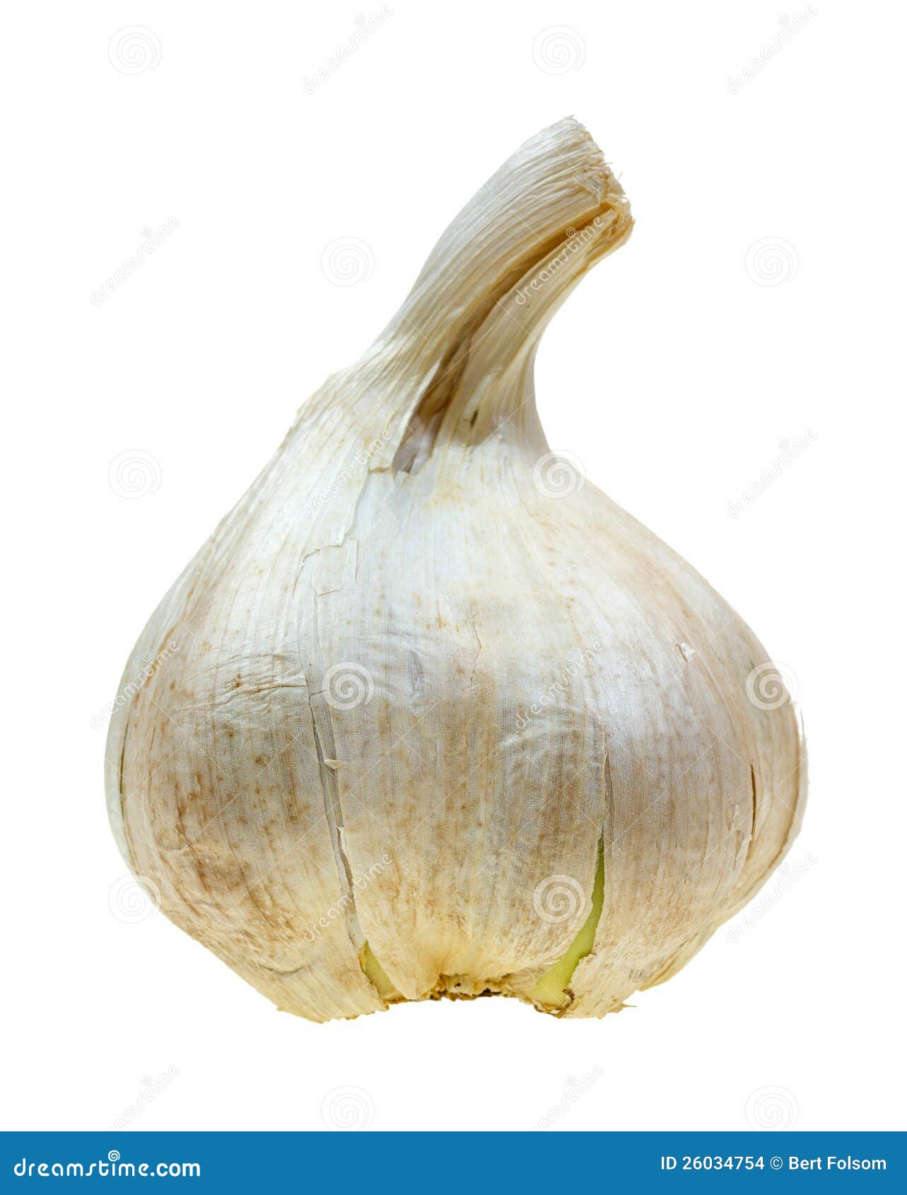 Elephant garlic bulb stock photo. Image of ripe, leek - 26034754