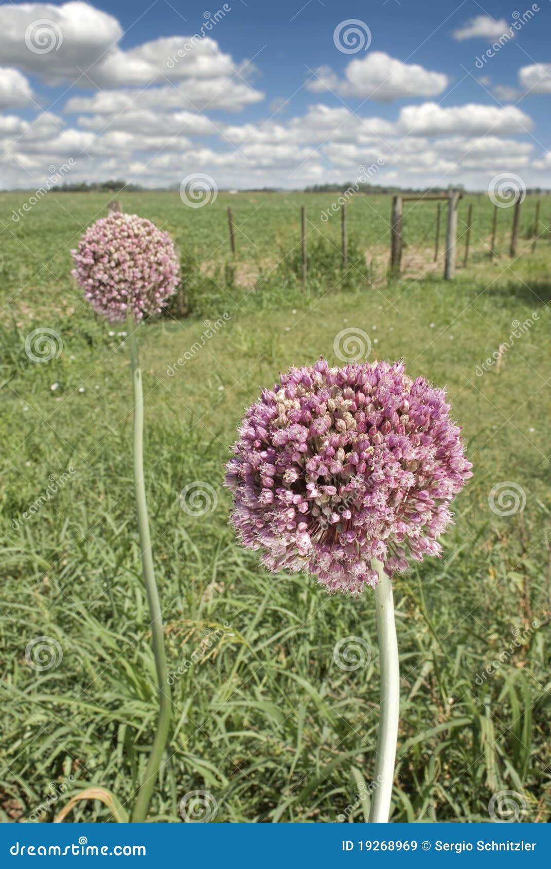 Elephant Garlic Flower