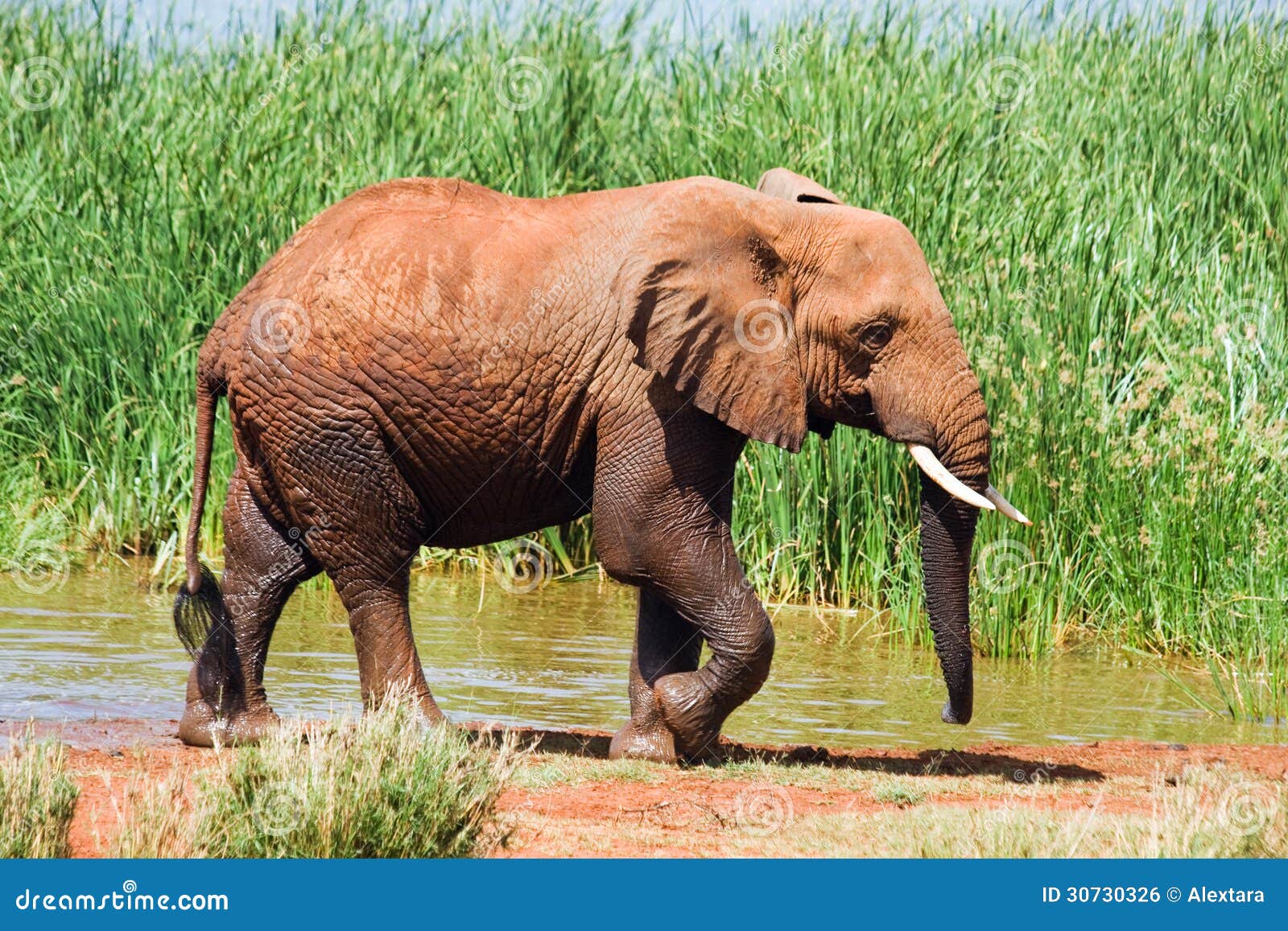 Elephant Gets Out of a Lake Stock Photo - Image of close, heads: 30730326