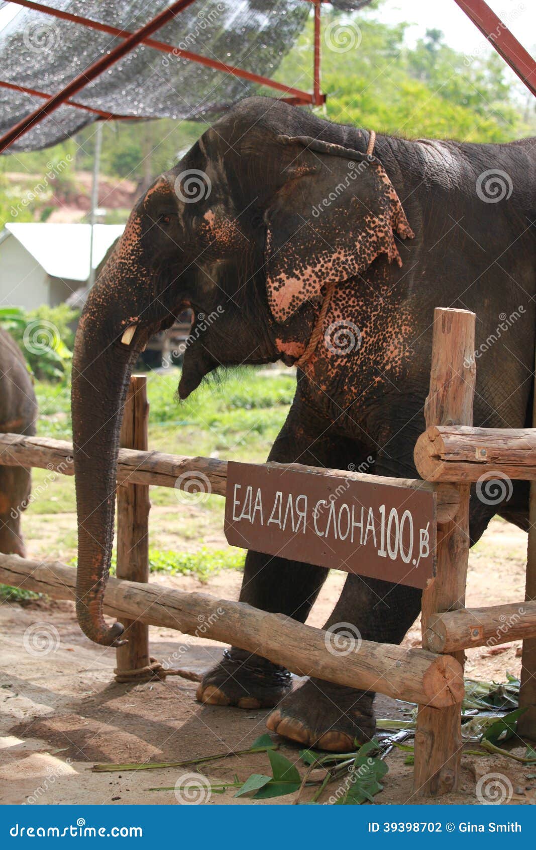 Elephant. stock photo. Image of head, huge, color, isolated - 39398702