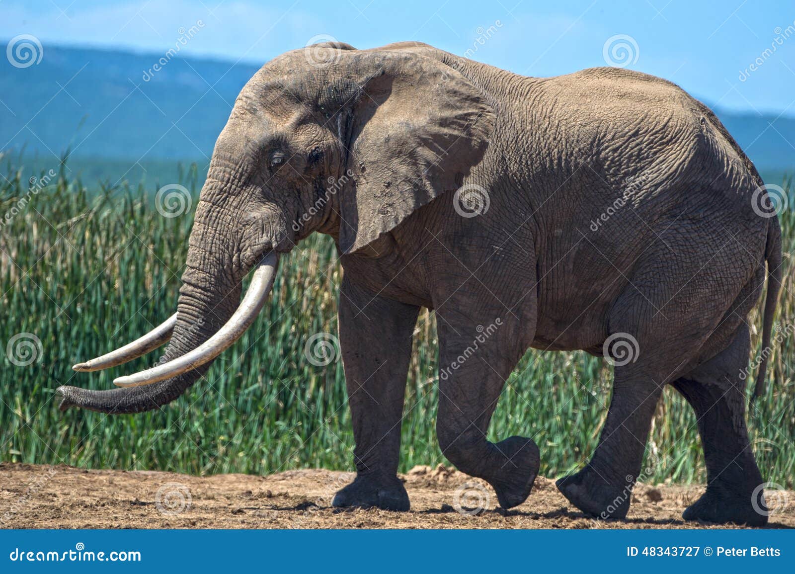 Elephant Giant Side View stock image. Image of elephant - 48343727