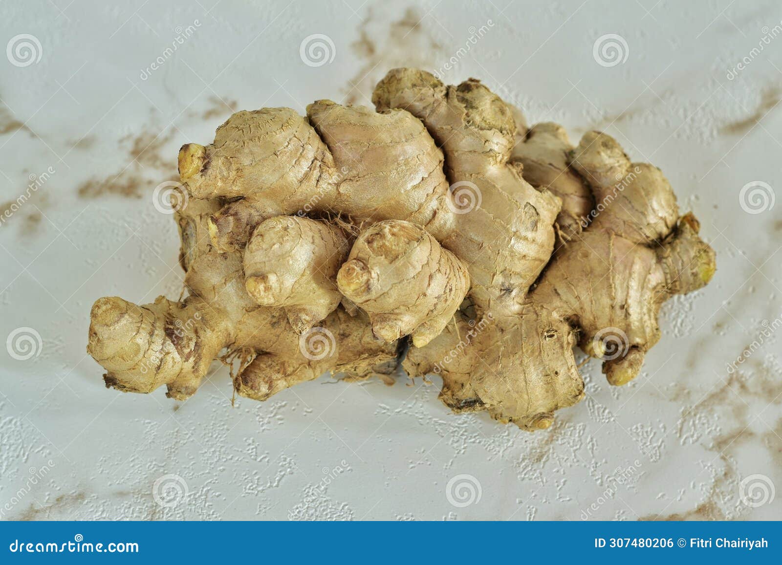 Elephant Ginger is Ginger with Large and Fat Rhizomes Stock Photo - Image of vegetable, plant ...