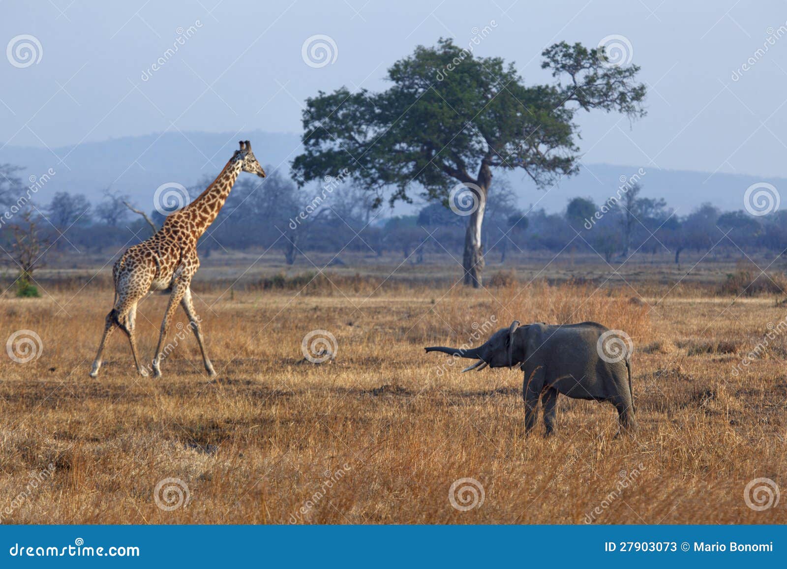 Elephant and giraffe stock image. Image of nature, background - 27903073