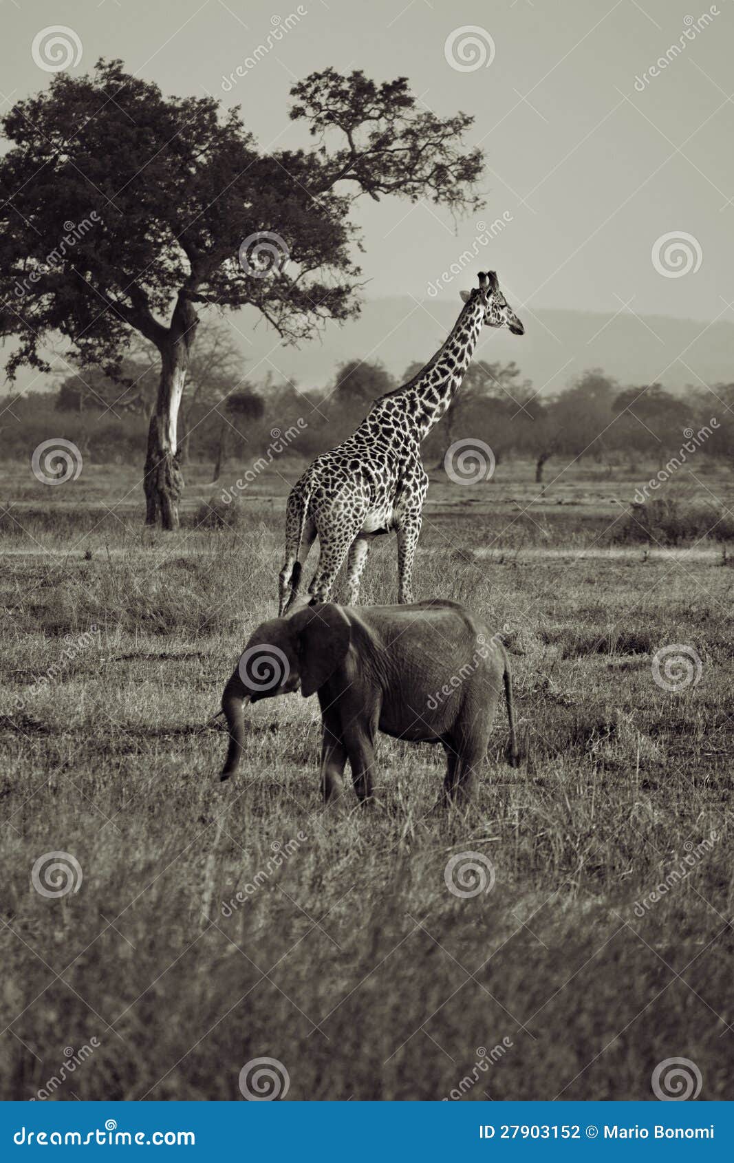 Elephant and giraffe stock photo. Image of mammal, wild - 27903152