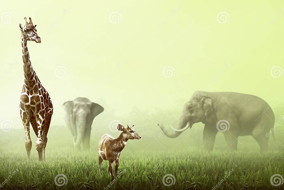 Elephant, Giraffe, and Deer on the Grassland Stock Photo - Image of ...
