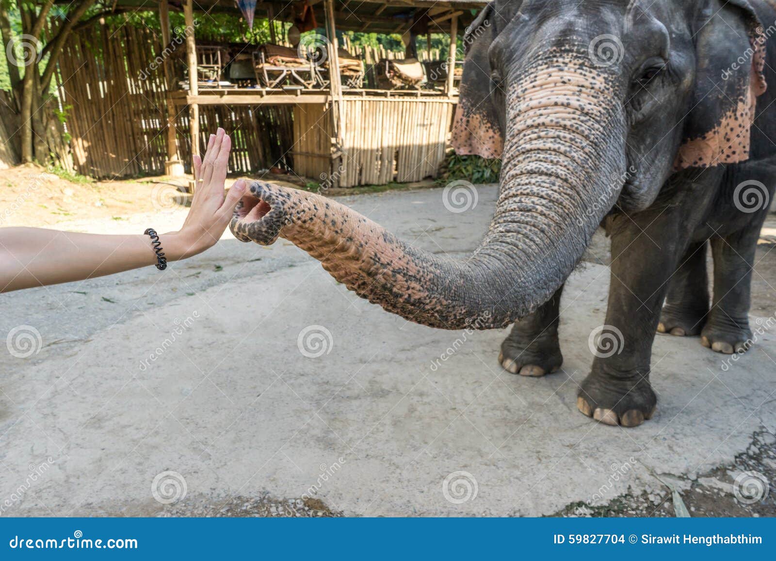 Elephant Give Me Five with Women Hand Stock Photo - Image of reserve ...