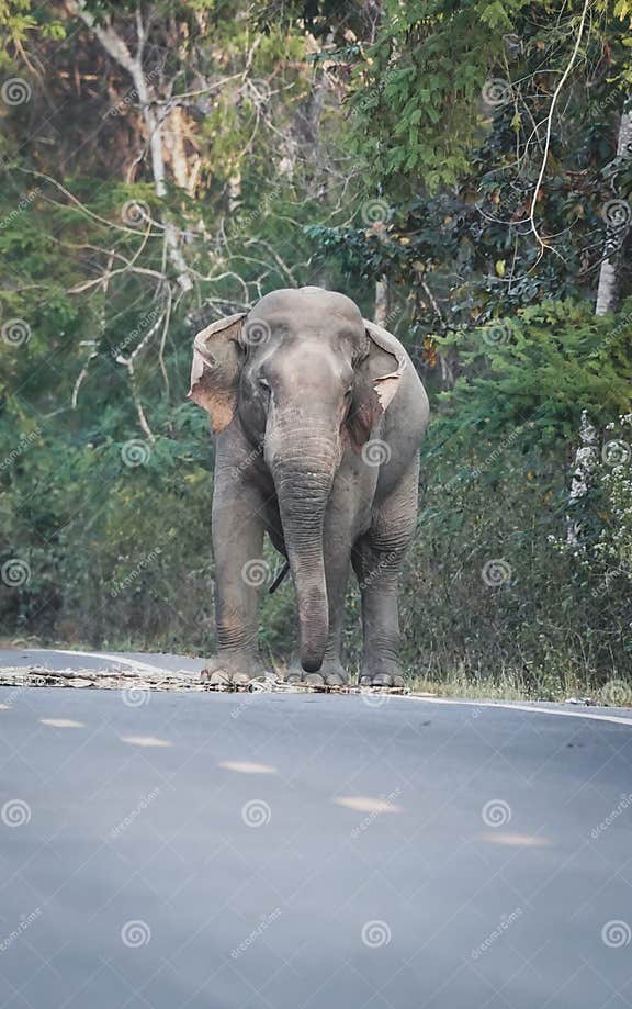 The Elephant Go Out the Forest Stock Photo - Image of green, forest ...