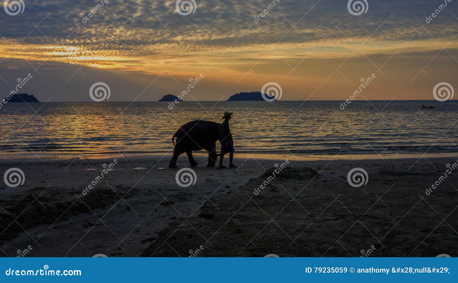 Elephant Going at Sunset among the Beach Stock Image - Image of beach ...
