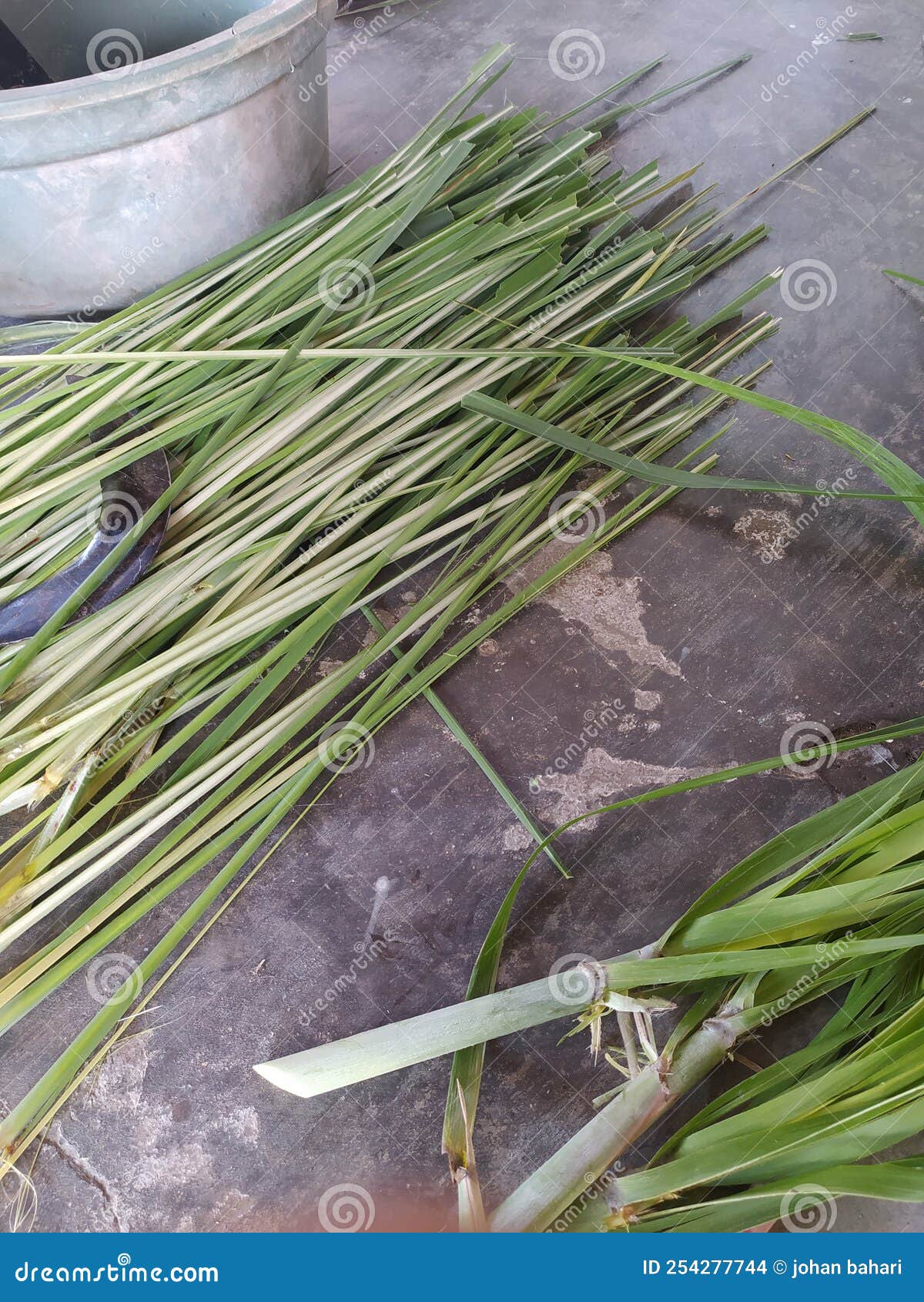 Elephant graas Indonesia stock photo. Image of branch - 254277744