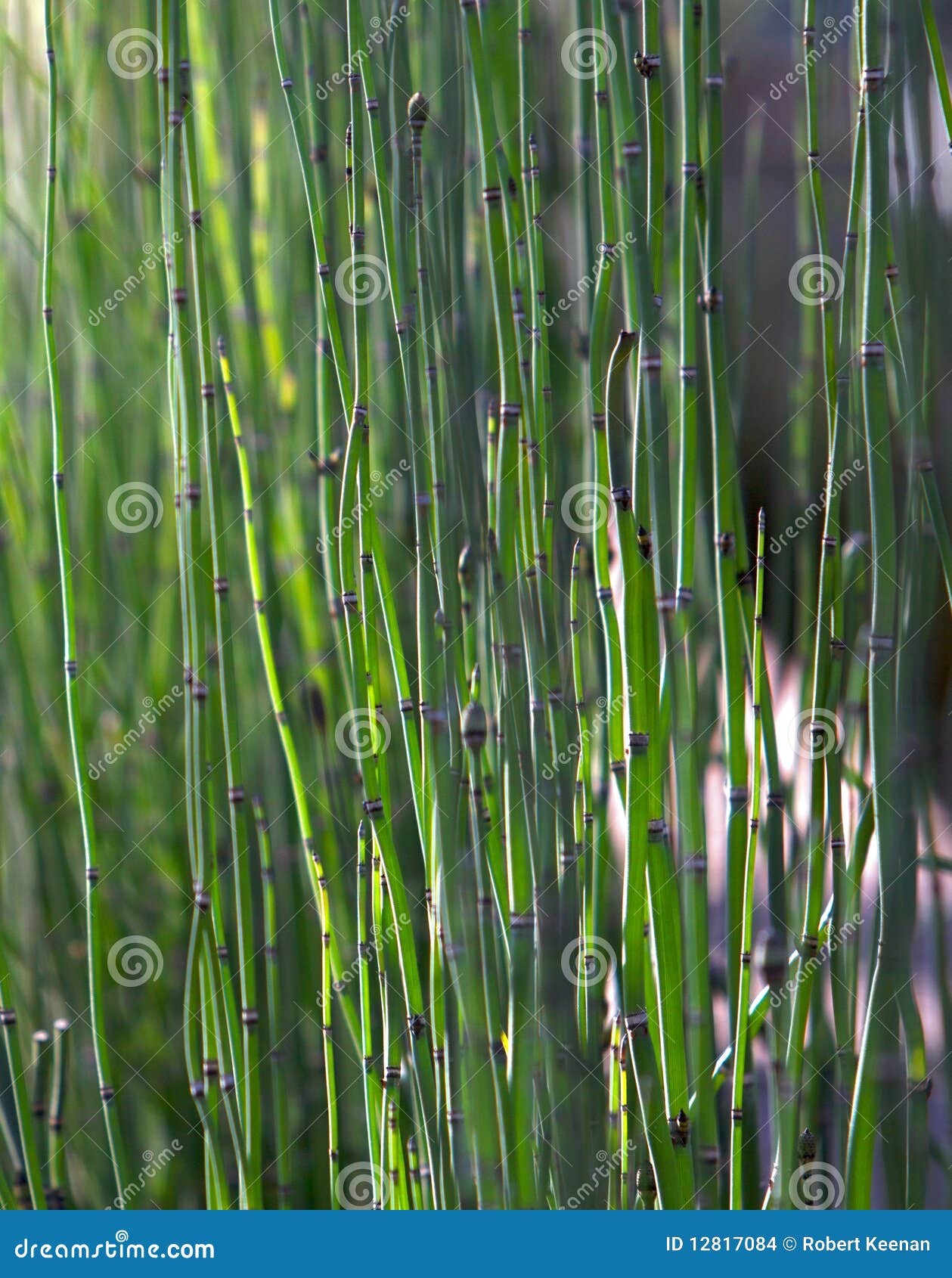 Elephant Grass stock photo. Image of botany, tropics - 12817084