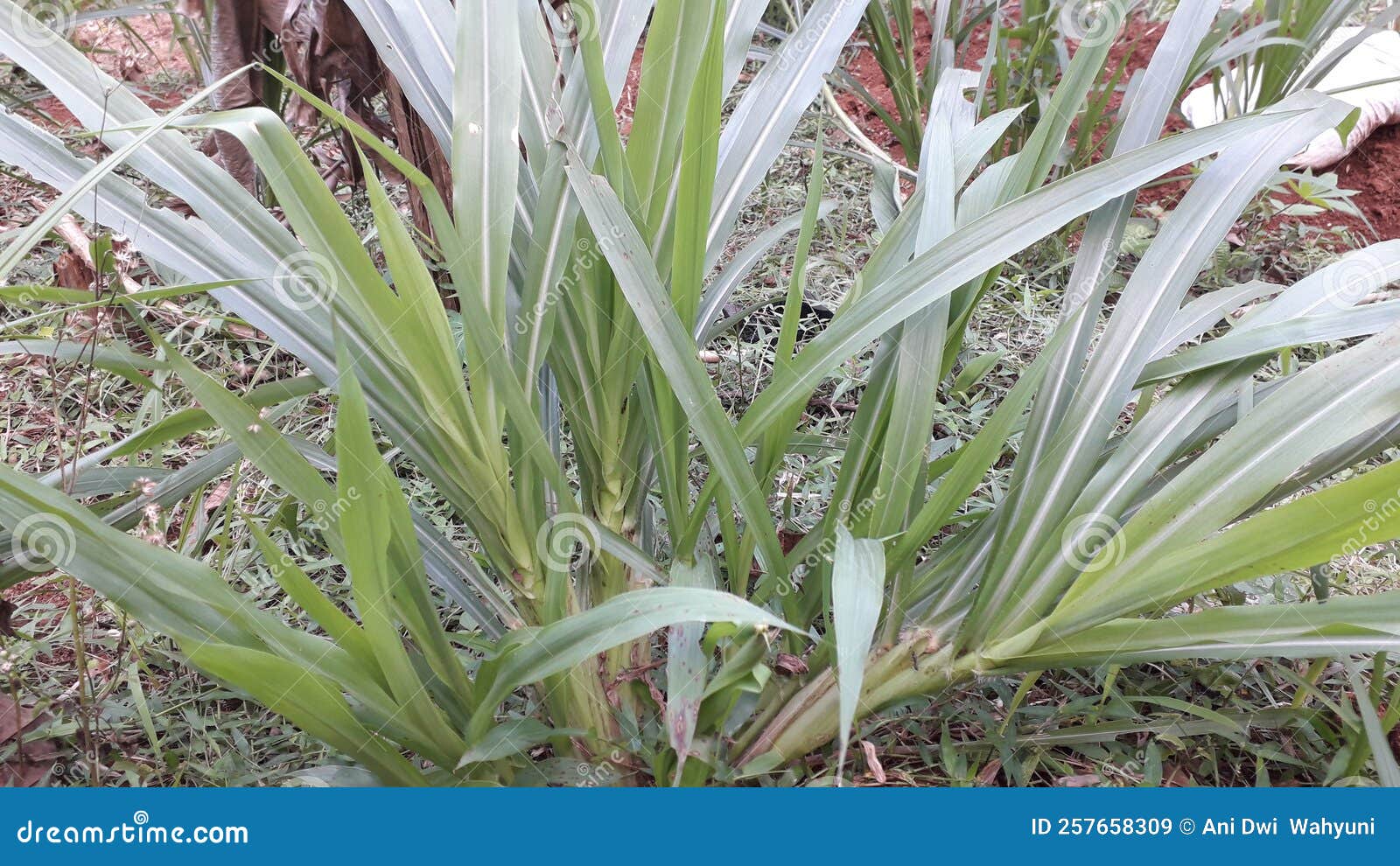 Elephant Grass in the Garden Stock Image - Image of shrub, flower ...