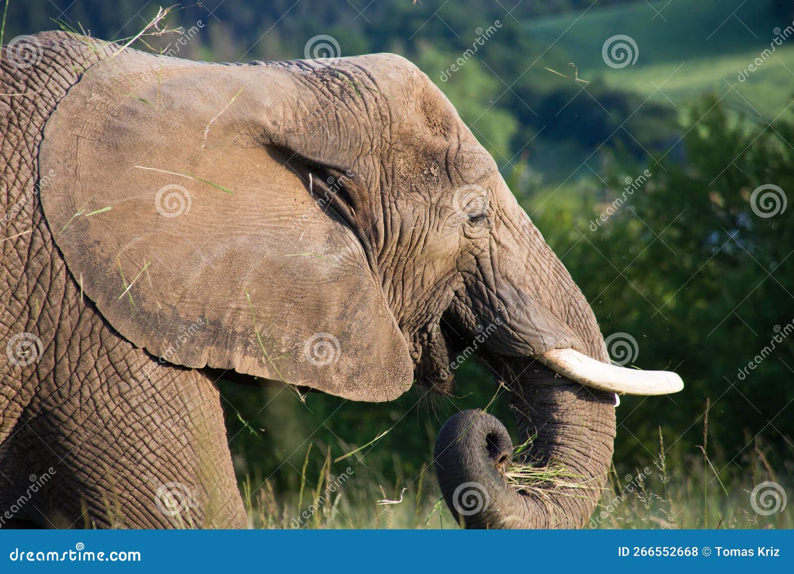 Elephant grazing stock photo. Image of africa, strong - 266552668