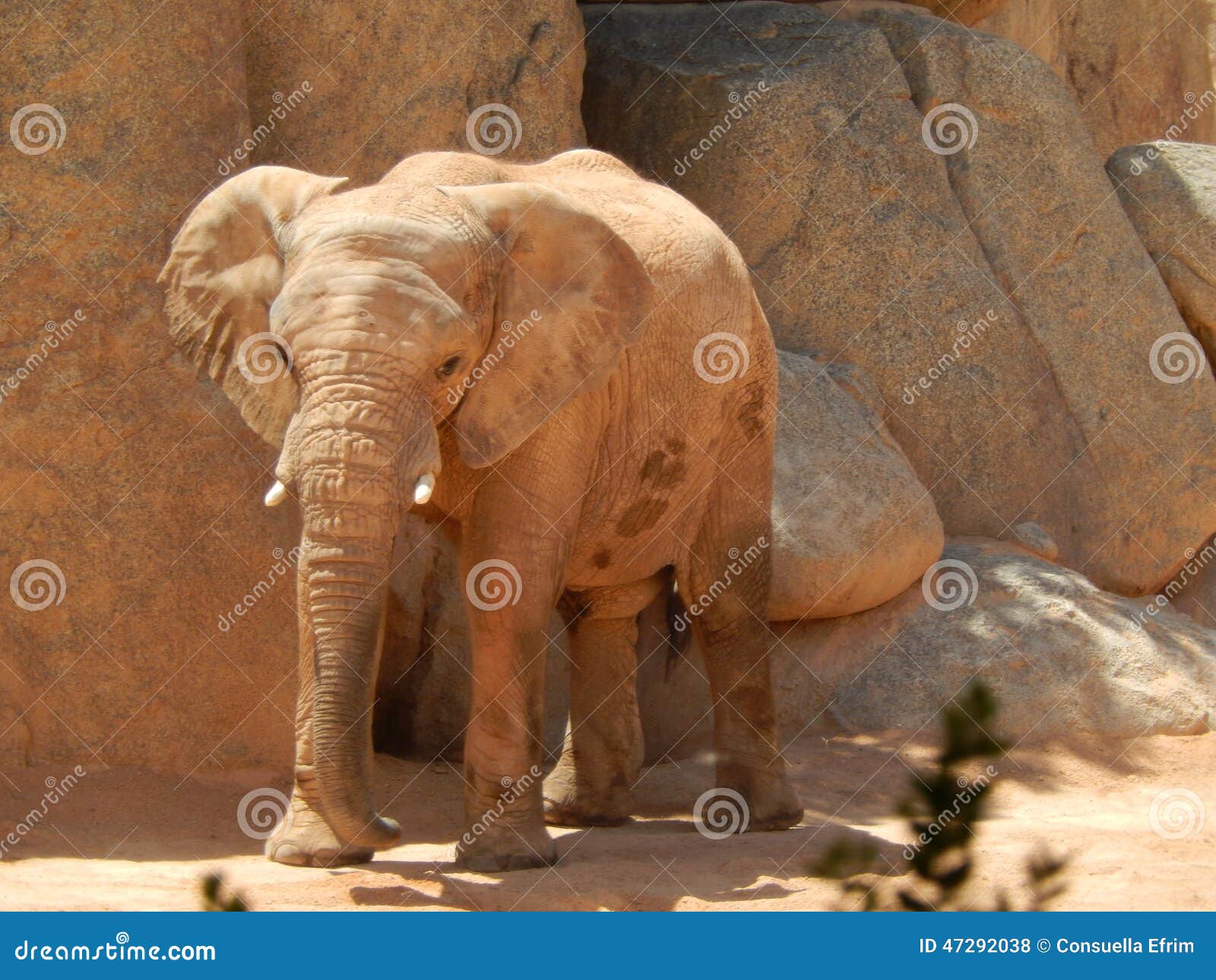 Elephant stock photo. Image of elephant, greatness, nature - 47292038