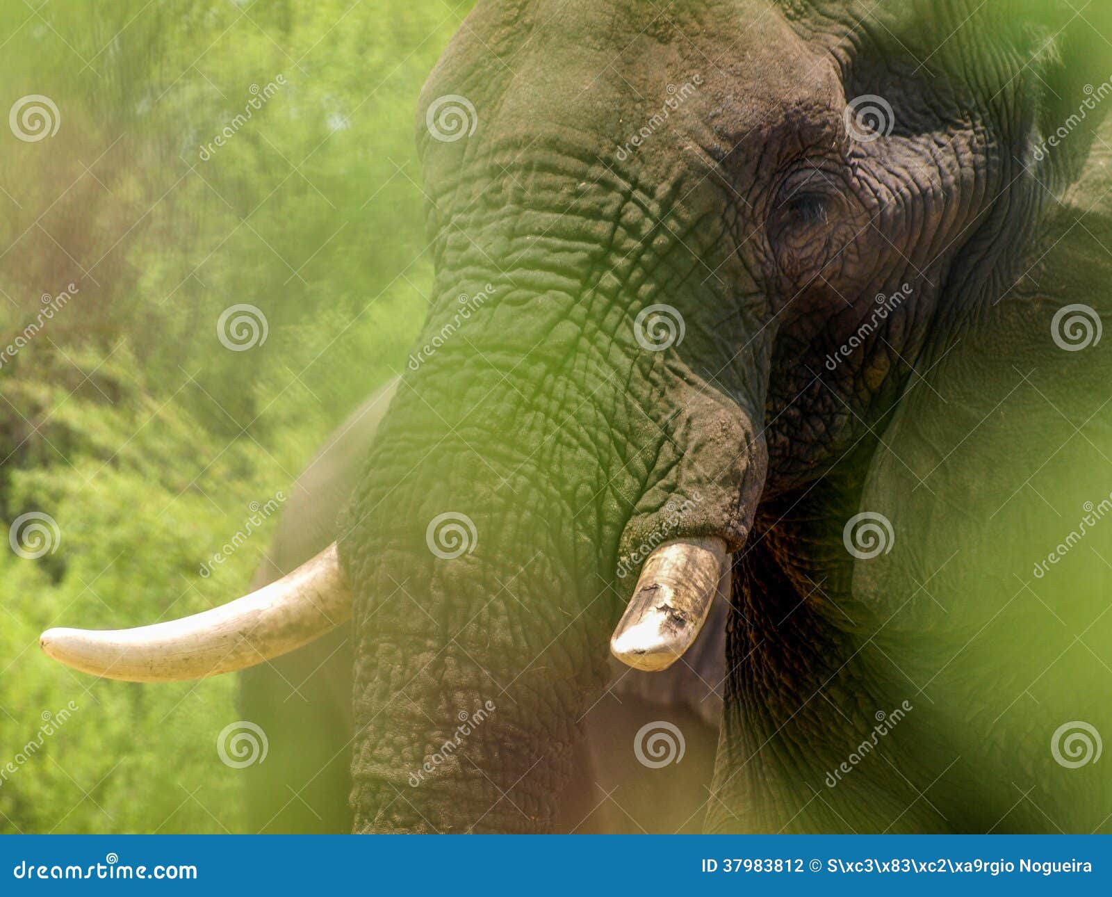 Elephant in green stock photo. Image of botswana, wildlife - 37983812
