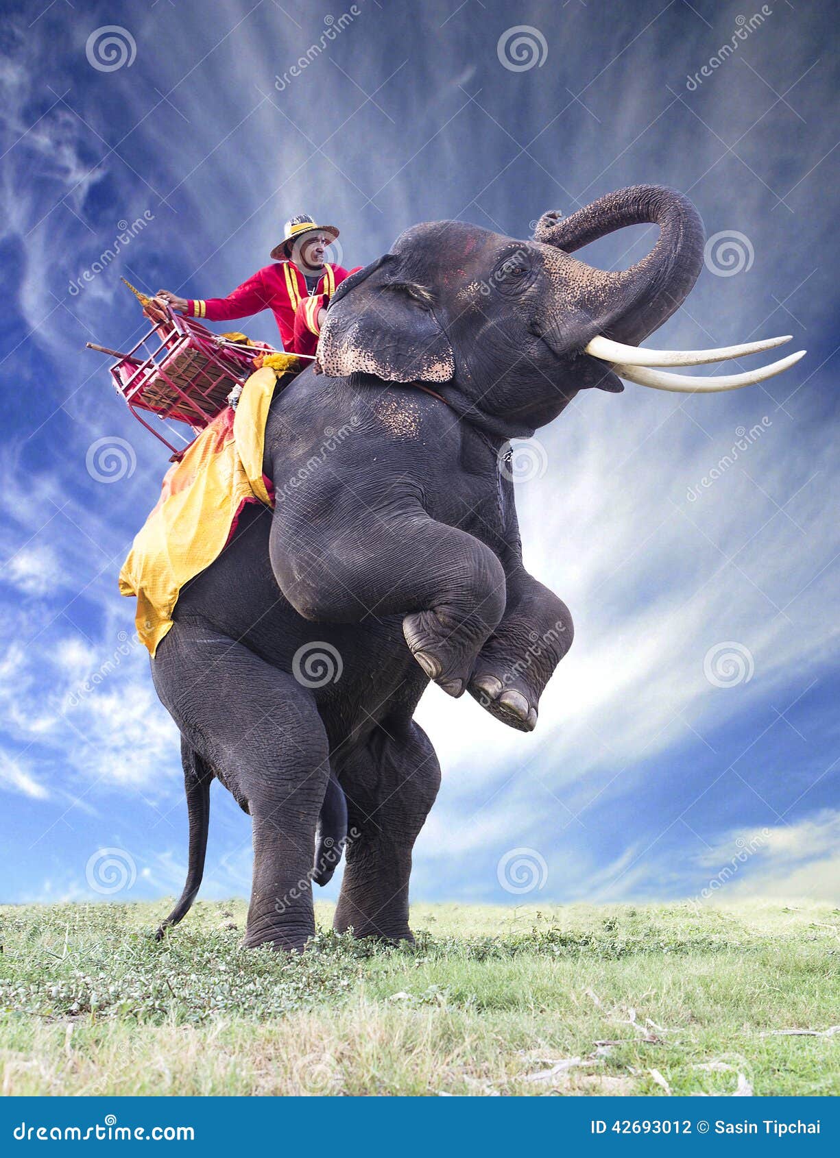 Elephant in Green Field and Sun Sky Stock Photo - Image of mammal ...