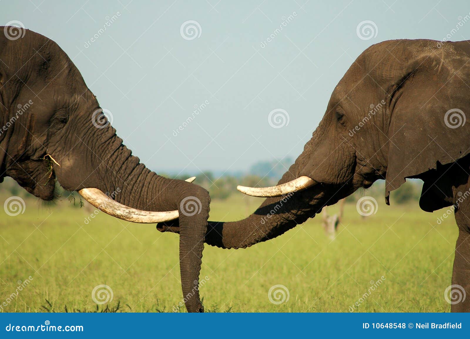Elephant greeting stock photo. Image of facing, game - 10648548