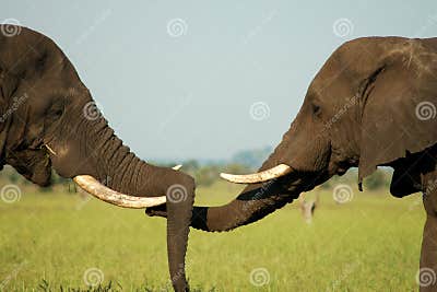 Elephant greeting stock photo. Image of facing, game - 10648548