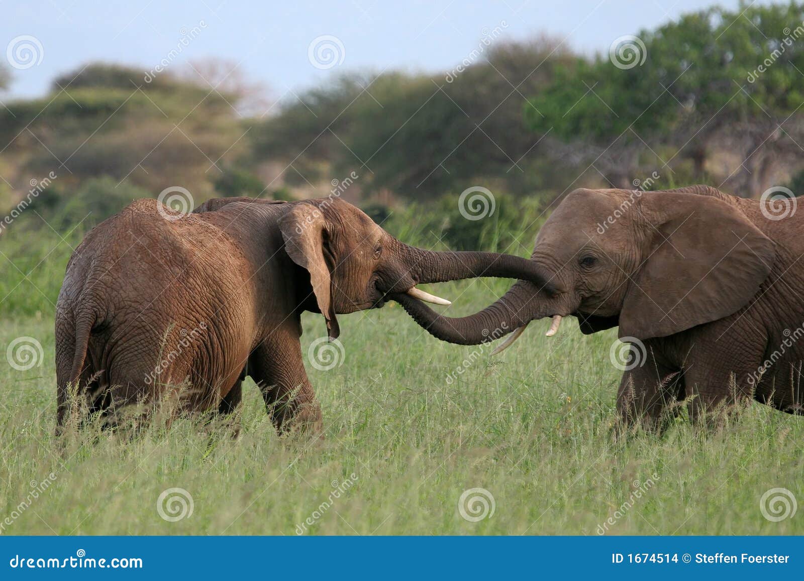 Elephant Greeting stock photo. Image of friendship, savanna - 1674514