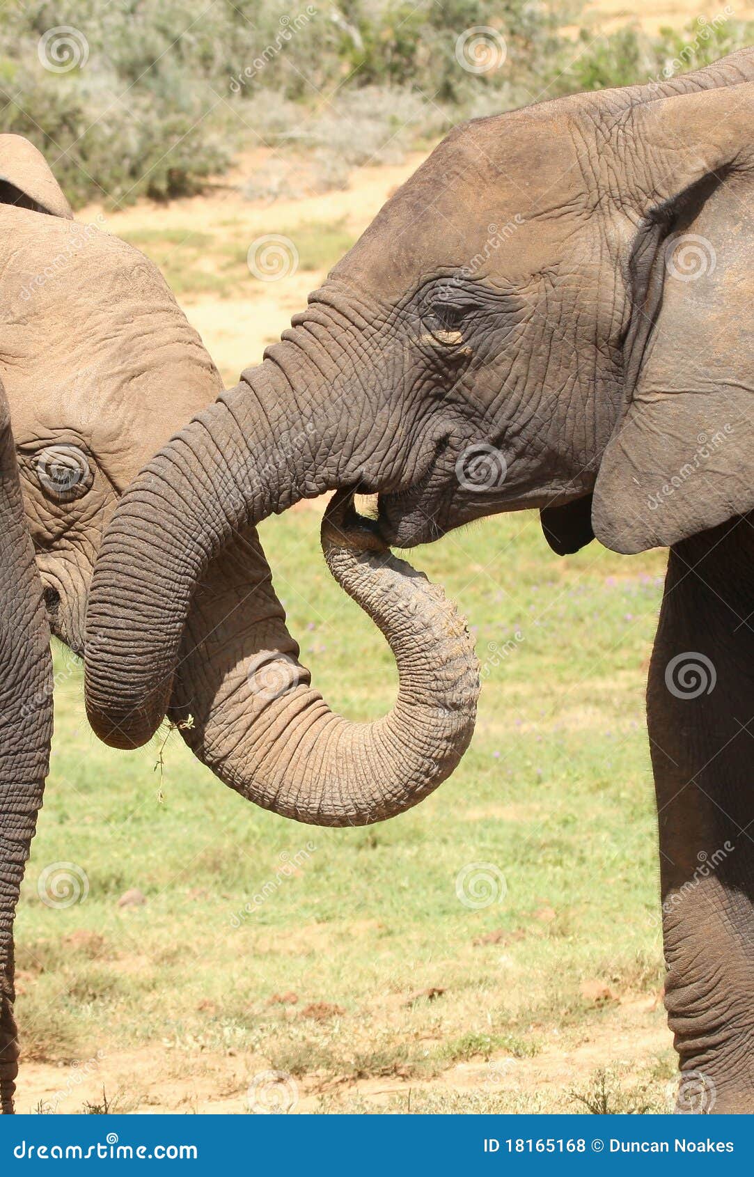 Elephant Greeting stock photo. Image of herbivore, endangered - 18165168