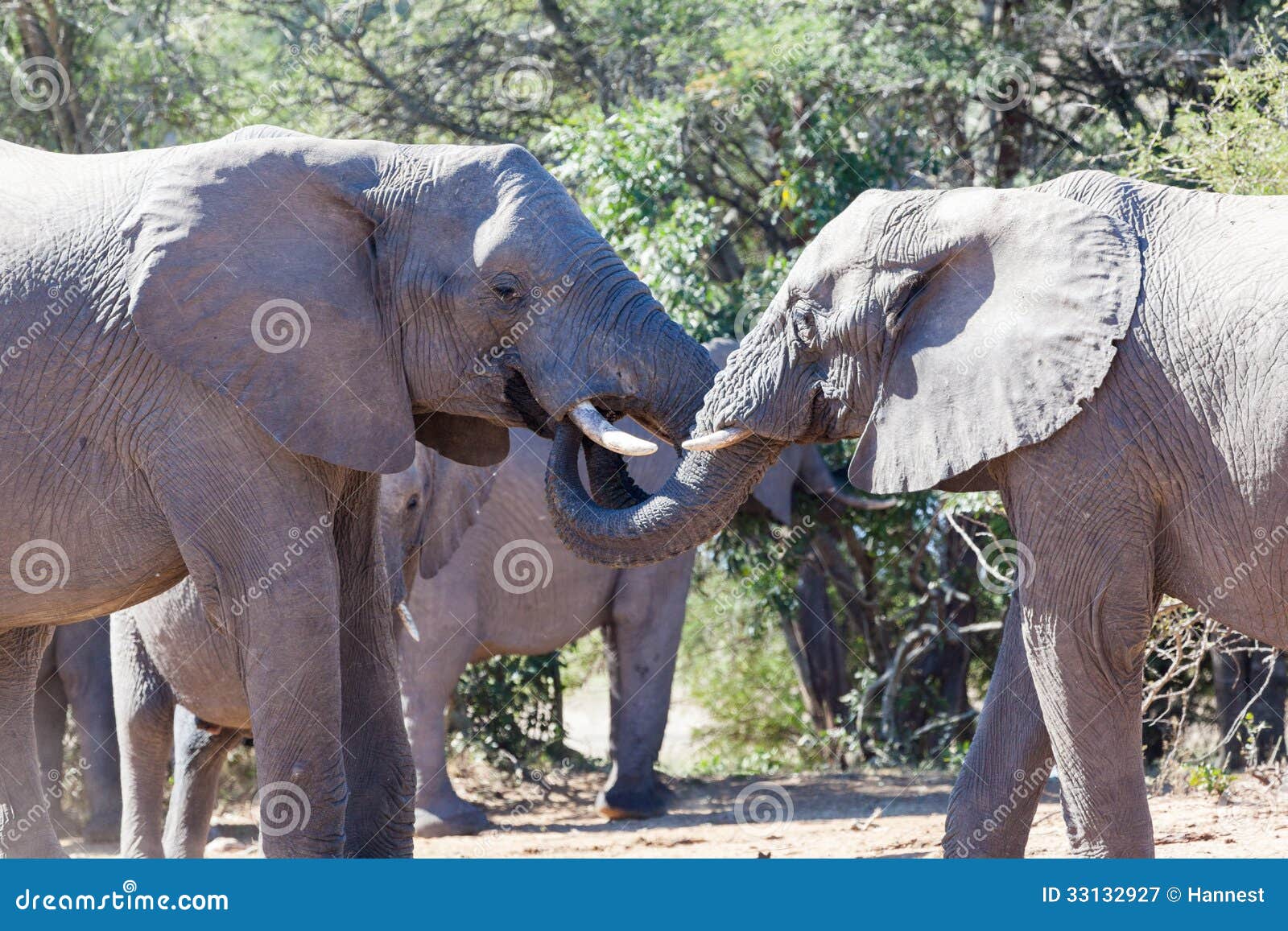 Elephant greetings stock image. Image of loxodonta, sunny - 33132927