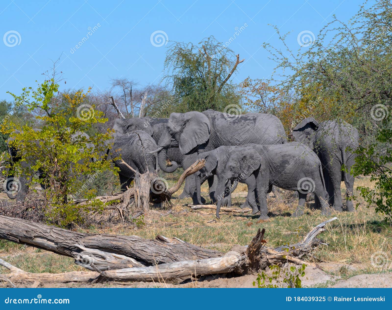 Elephant Group in the Dry Season in the Okavango Delta, Botswana Stock ...