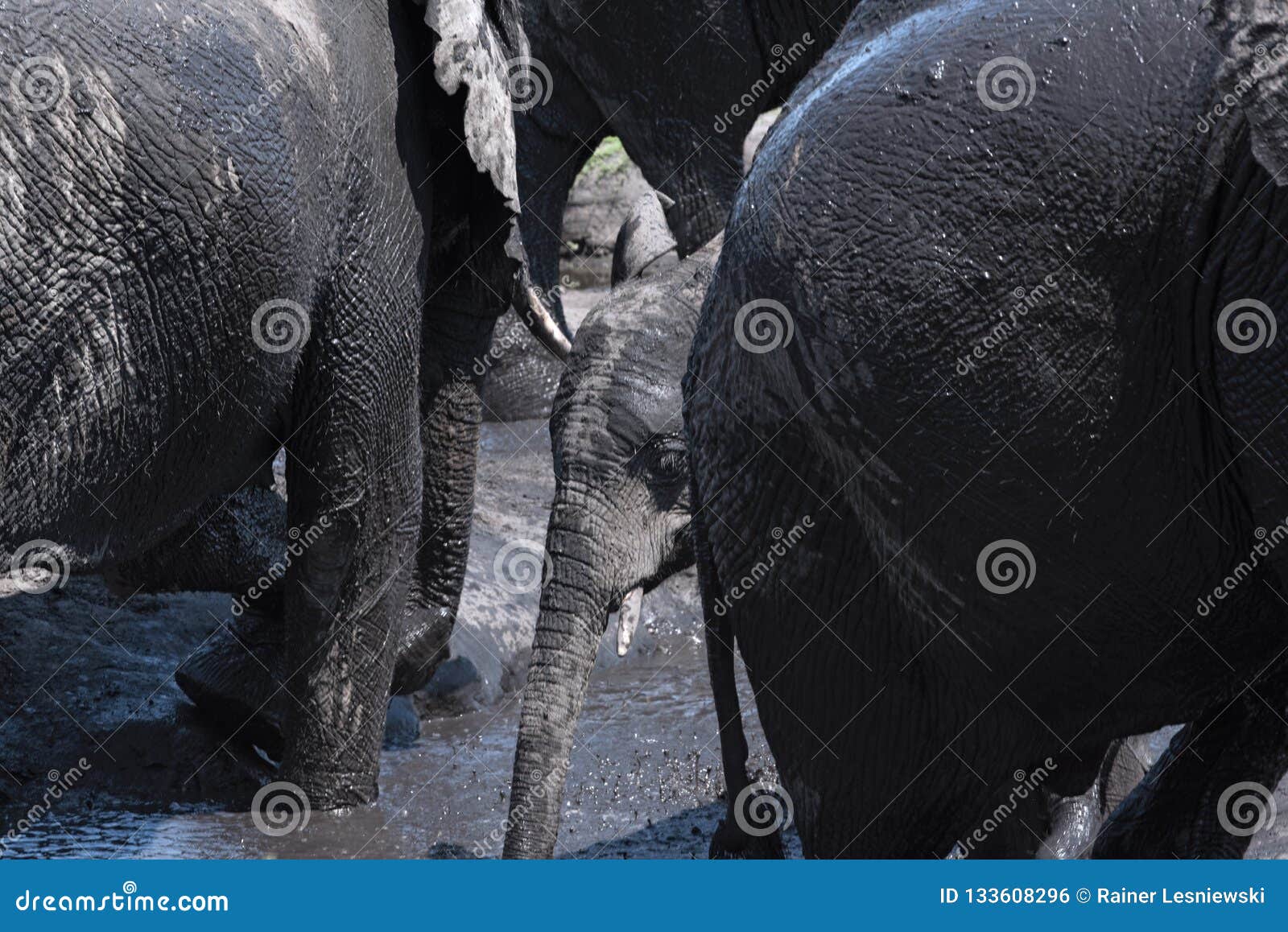 Elephant Group at the Mud Bath in the Chobe River, Botswana Stock Photo ...