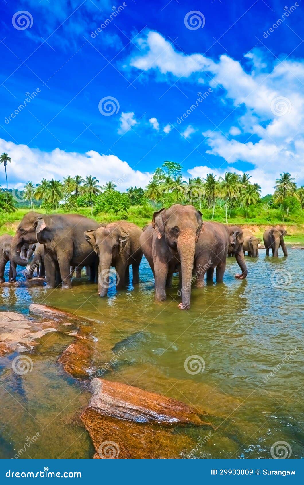 Elephant Group in the River Stock Image - Image of main, herd: 29933009