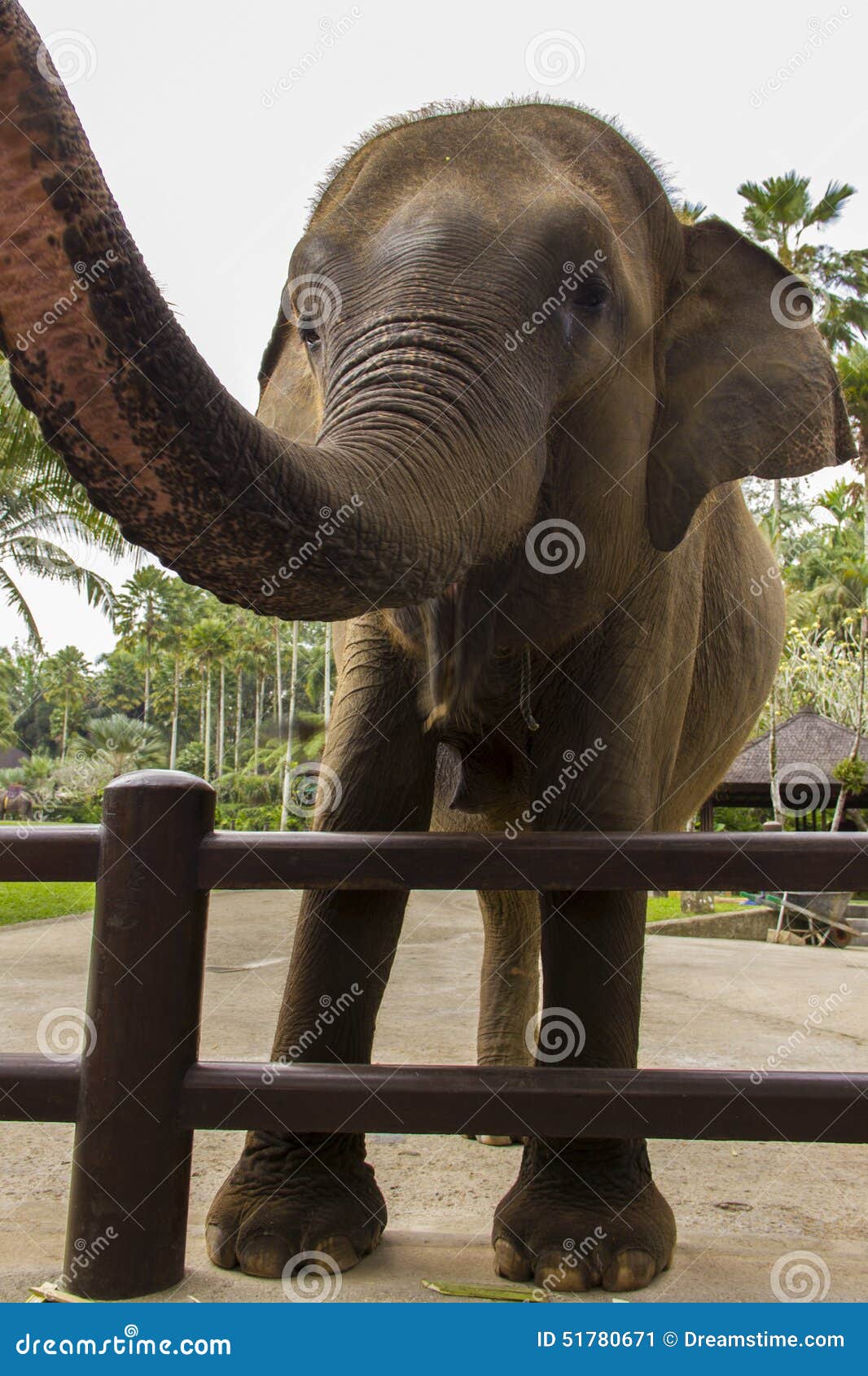 Elephant stock image. Image of java, jungle, indonesia - 51780671