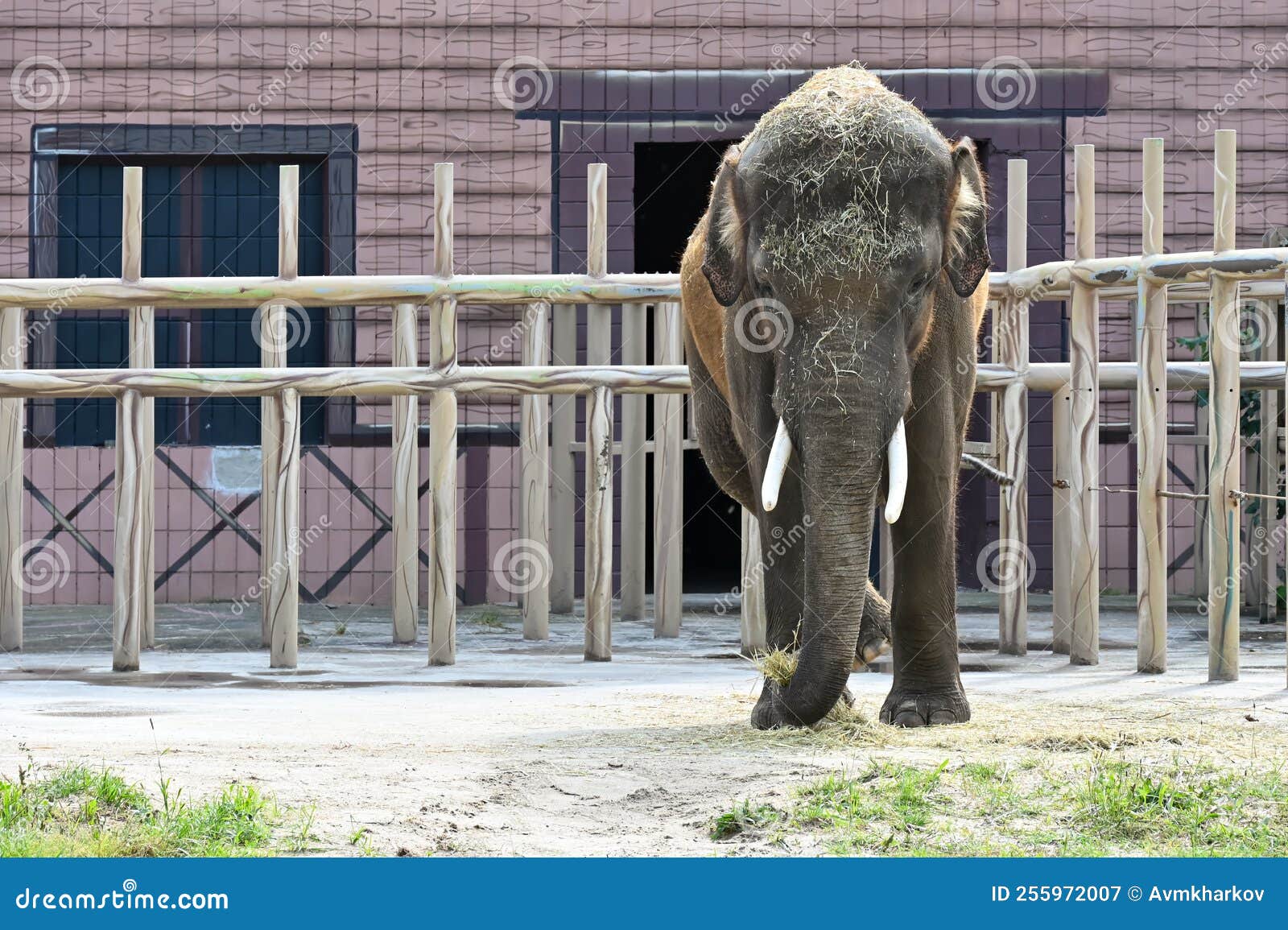 Elephant has breakfast stock image. Image of elephant - 255972007