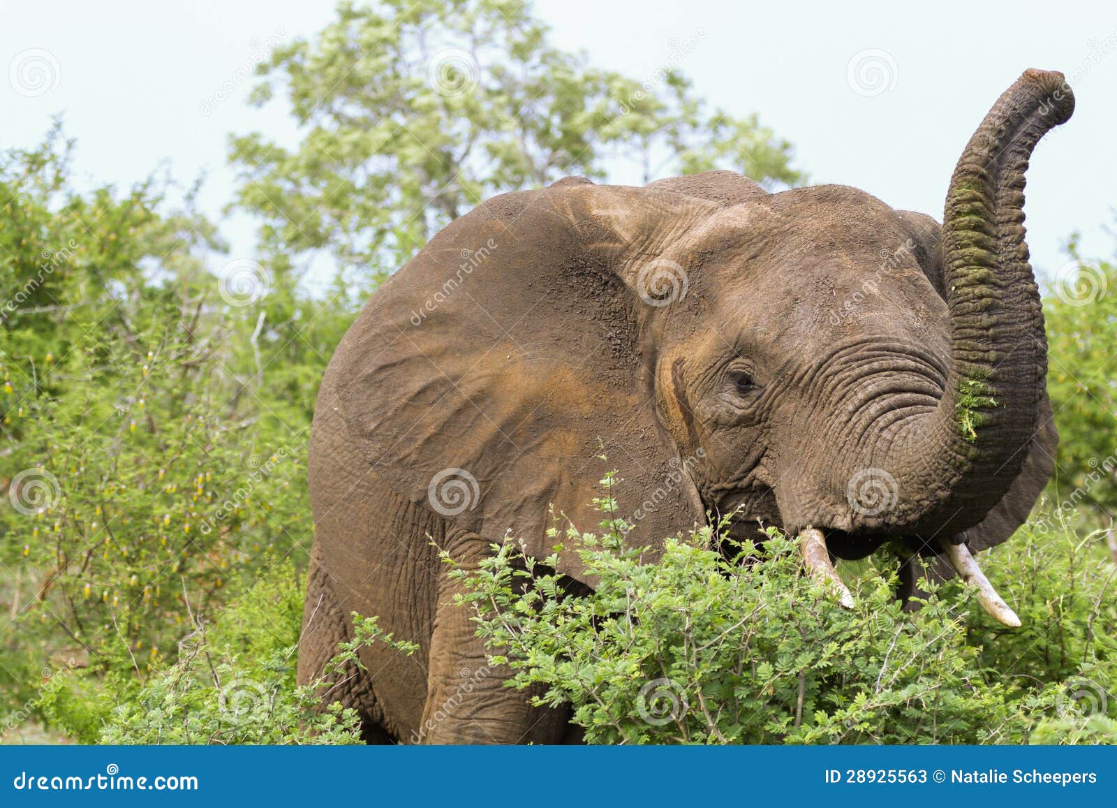 Elephant having lunch stock image. Image of face, male - 28925563