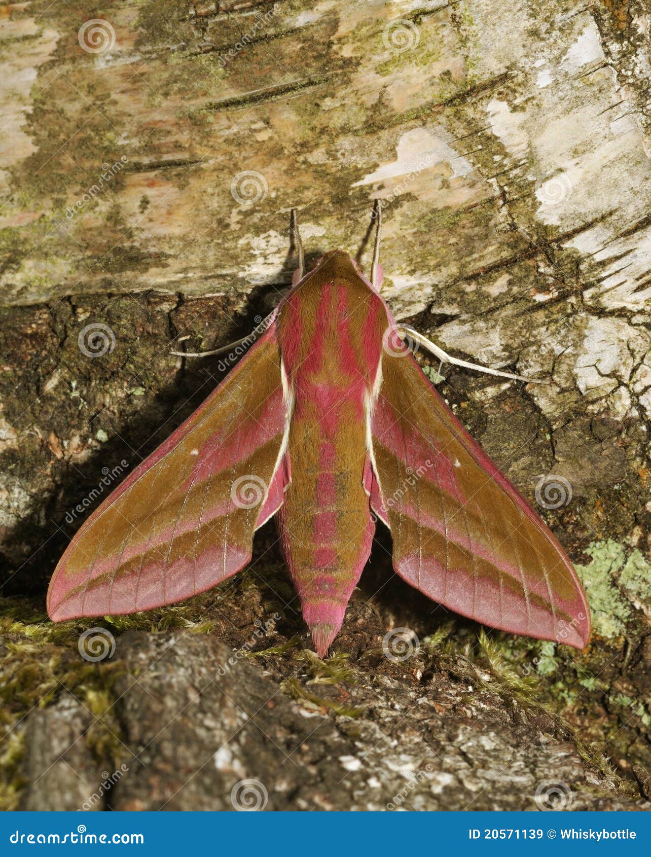 Elephant Hawk Moth Stock Image | CartoonDealer.com #20571139