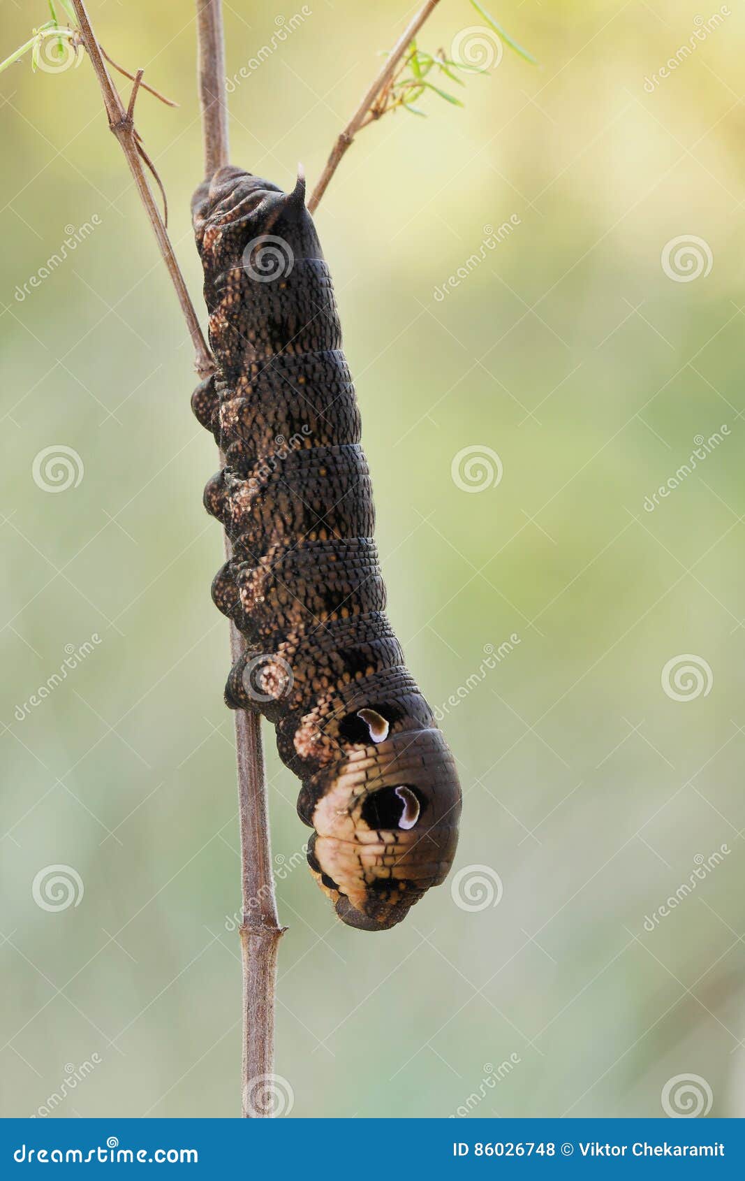 Elephant Hawk Moth Chrysalis. Royalty-Free Stock Photography ...