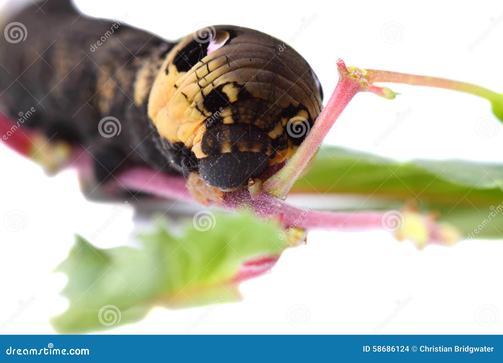 Elephant Hawk Moth Chrysalis. Royalty-Free Stock Photography ...