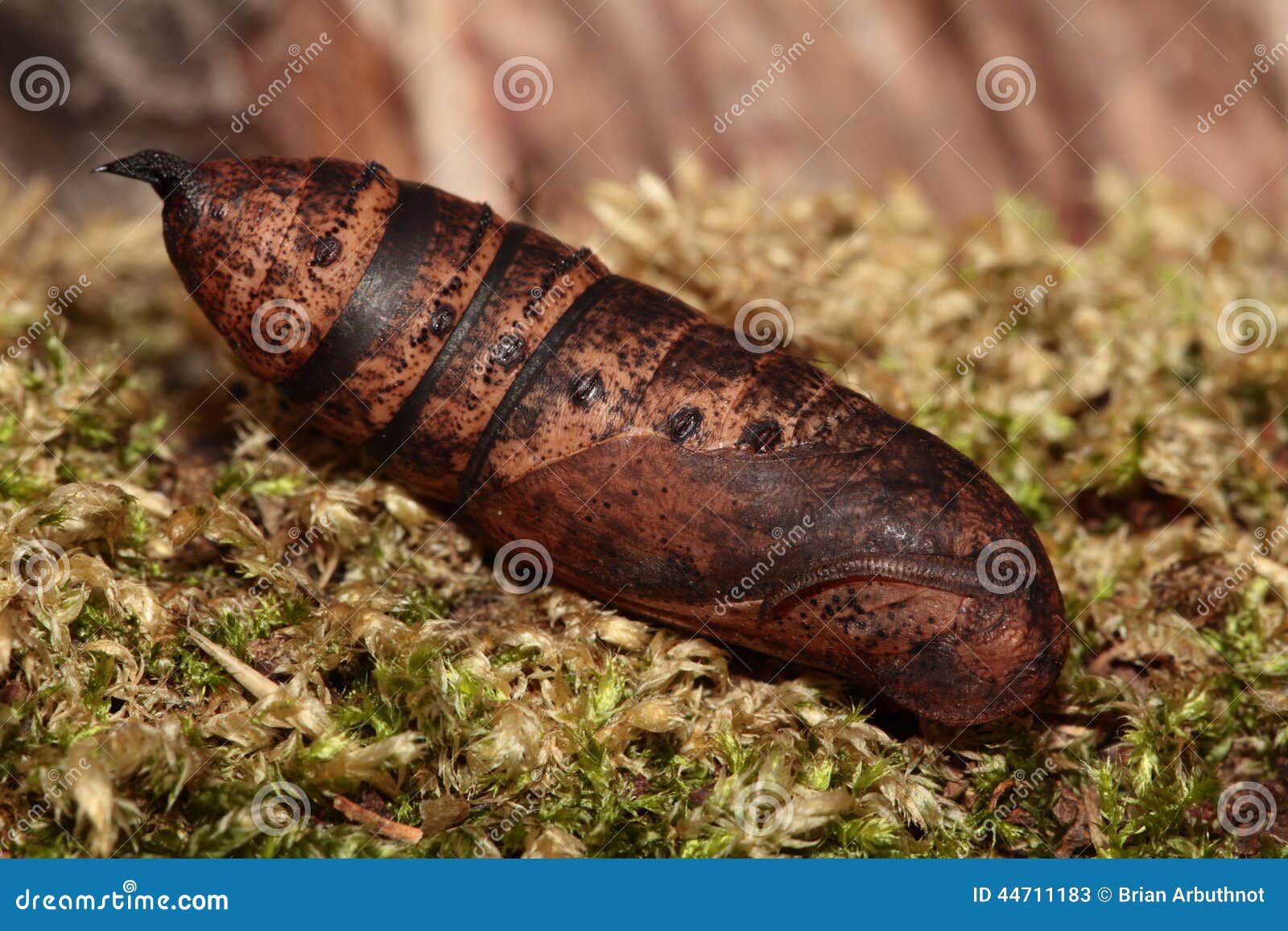 Elephant Hawk Moth Chrysalis Stock Images by Megapixl