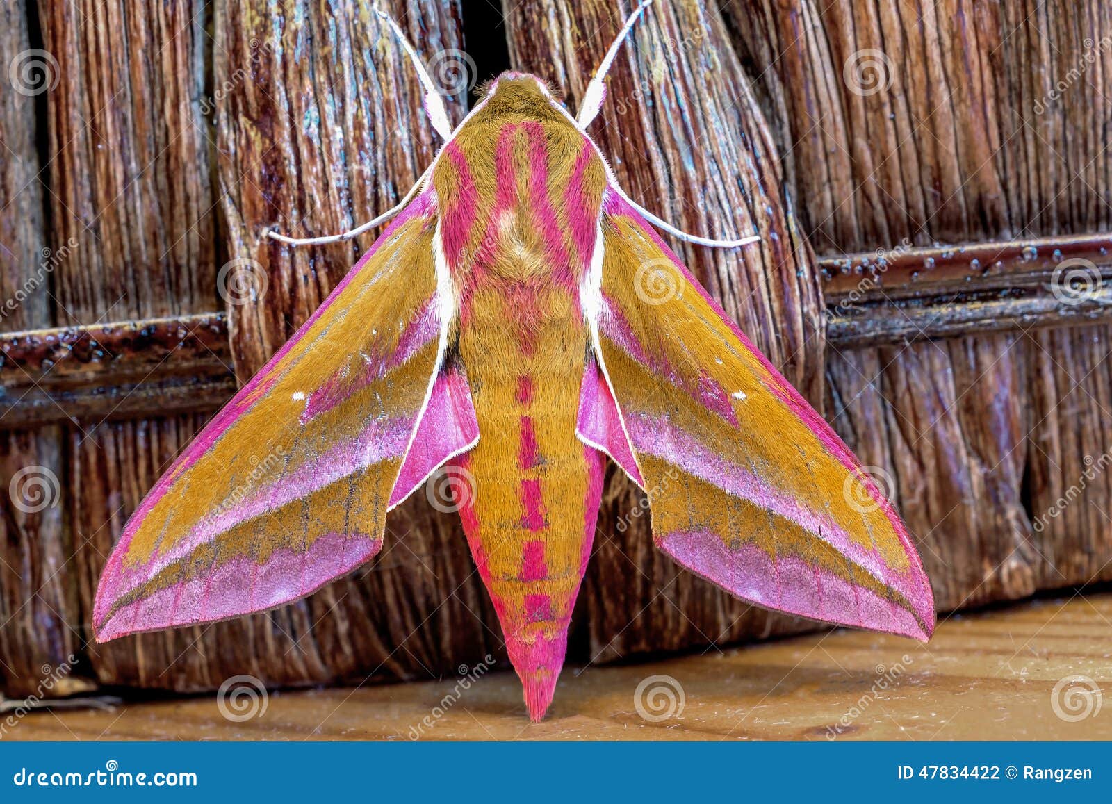 Elephant Hawk Moth Chrysalis. Royalty-Free Stock Photography ...