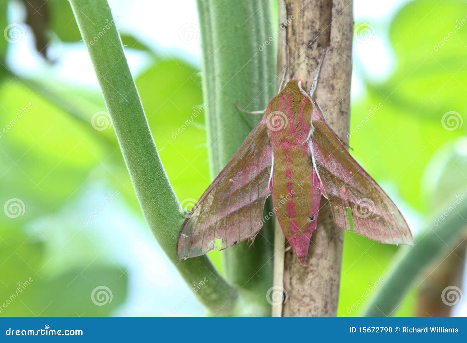Elephant Hawk Moth Chrysalis. Royalty-Free Stock Photography ...