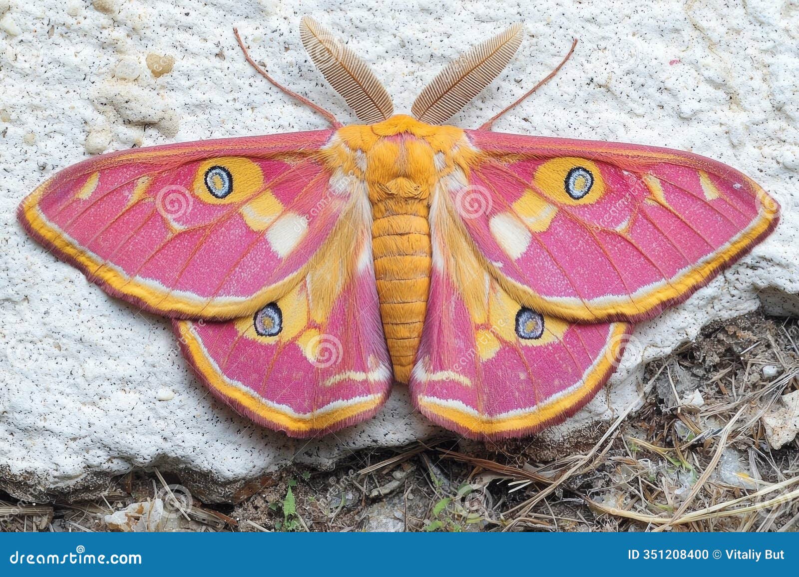 Elephant Hawk Moth Features Striking Pink and Olive Wing Patterns Resting Against White ...