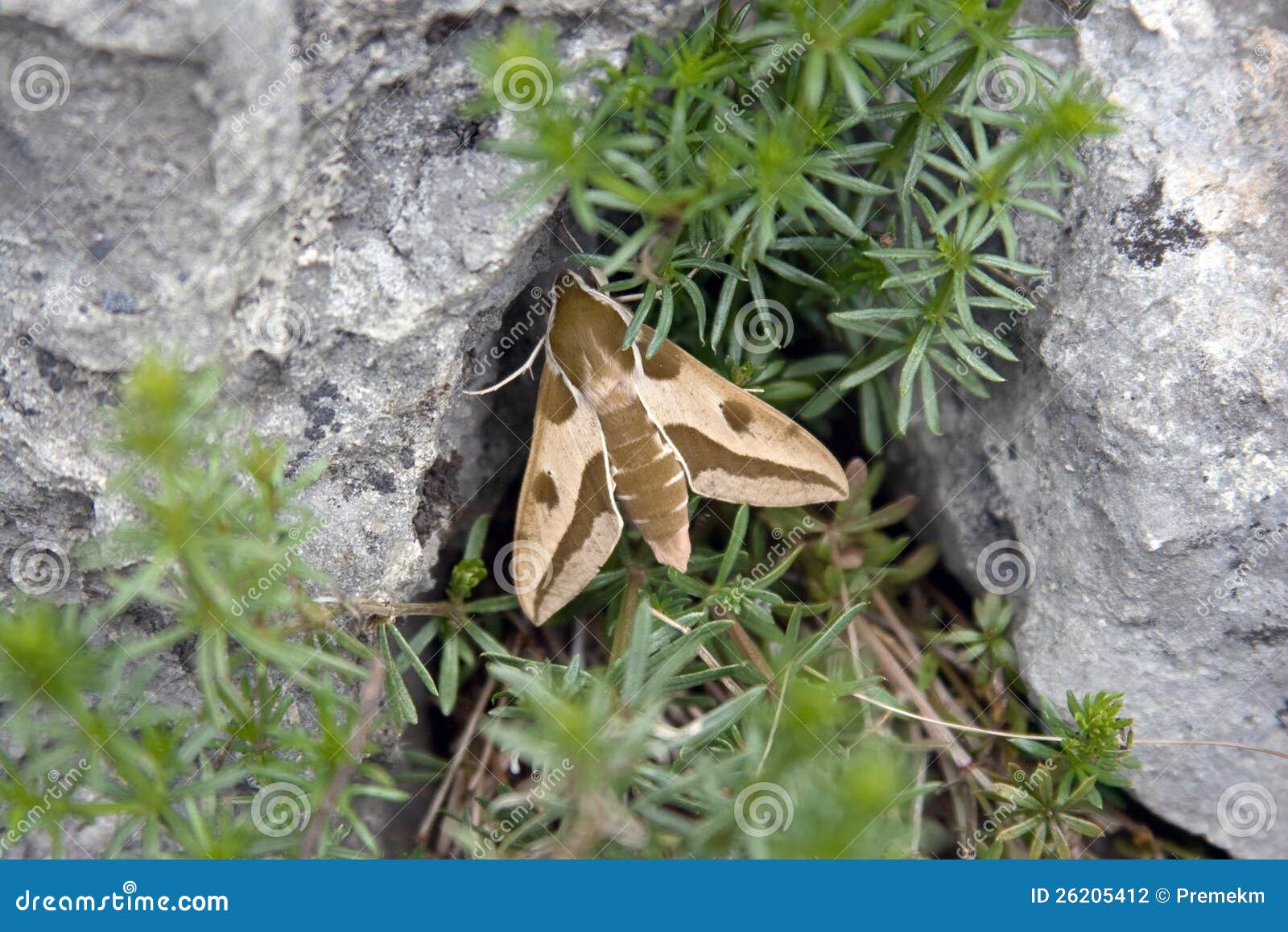 Elephant Hawk Moth Stock Image | CartoonDealer.com #20571139
