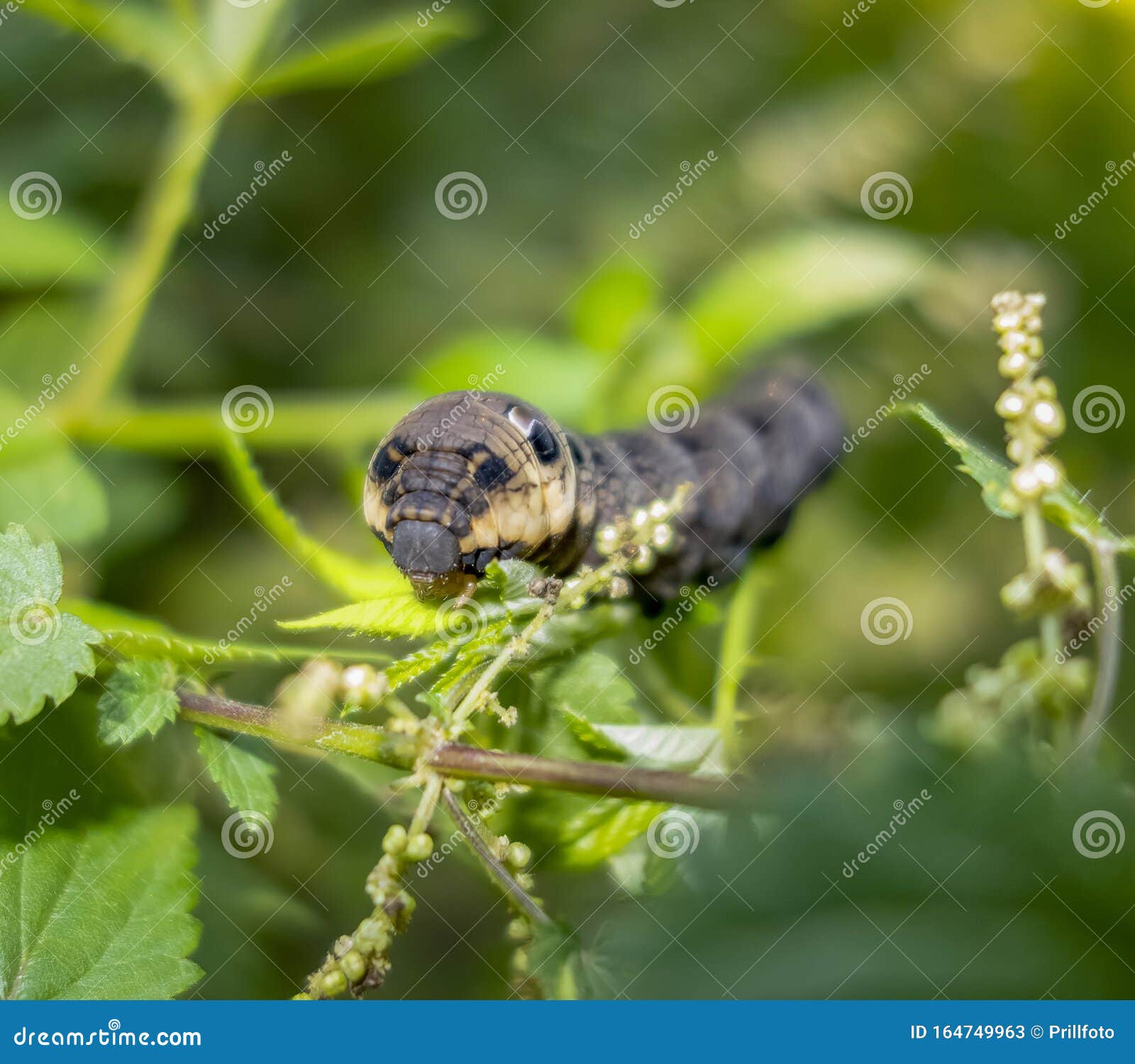 Elephant hawk moth larva stock image. Image of caterpillar - 164749963