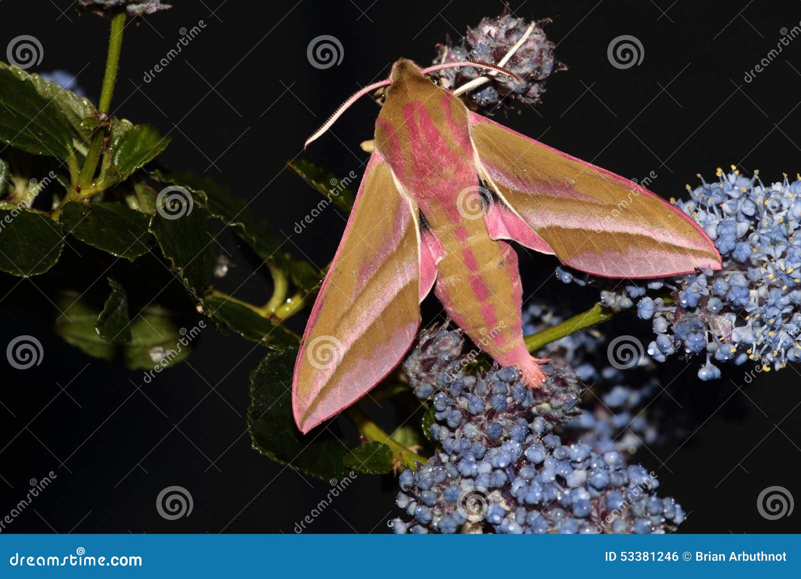 Elephant Hawk Moth Chrysalis. Royalty-Free Stock Photography ...