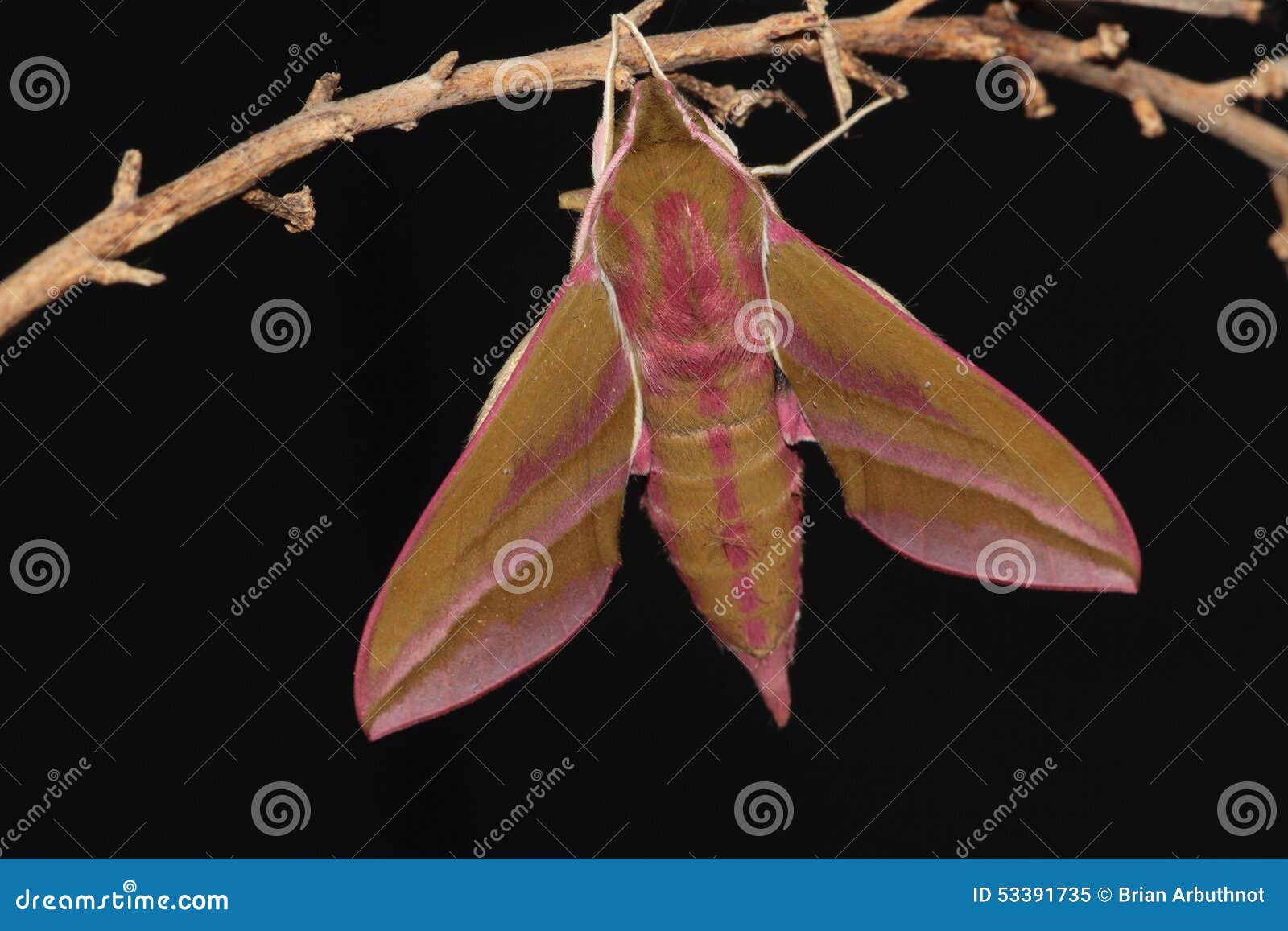 Elephant Hawk Moth Chrysalis. Royalty-Free Stock Photography ...