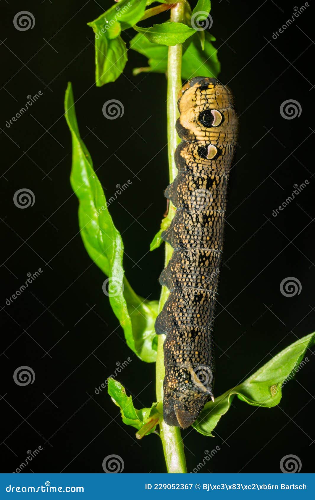 Elephant hawkmoth larva stock image. Image of appalling - 229052367