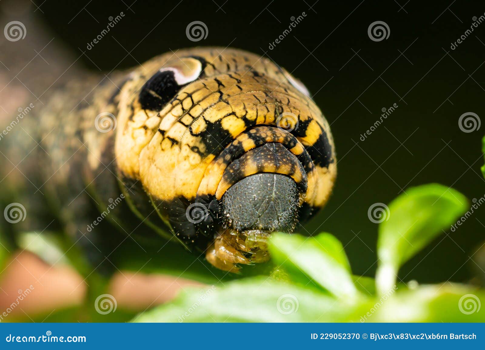 Elephant hawkmoth larva stock photo. Image of bright - 229052370