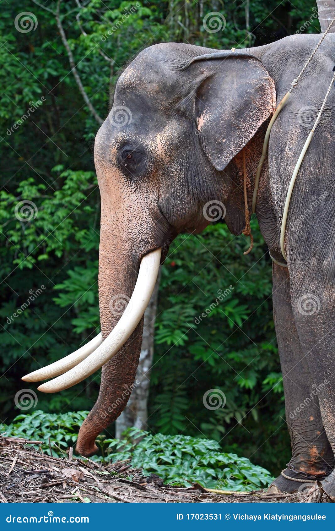 Elephant head stock image. Image of addo, brown, head - 17023531