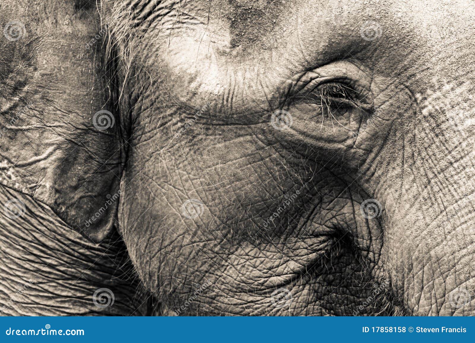 Elephant Head Close Side Profile Portrait Against Green Background ...