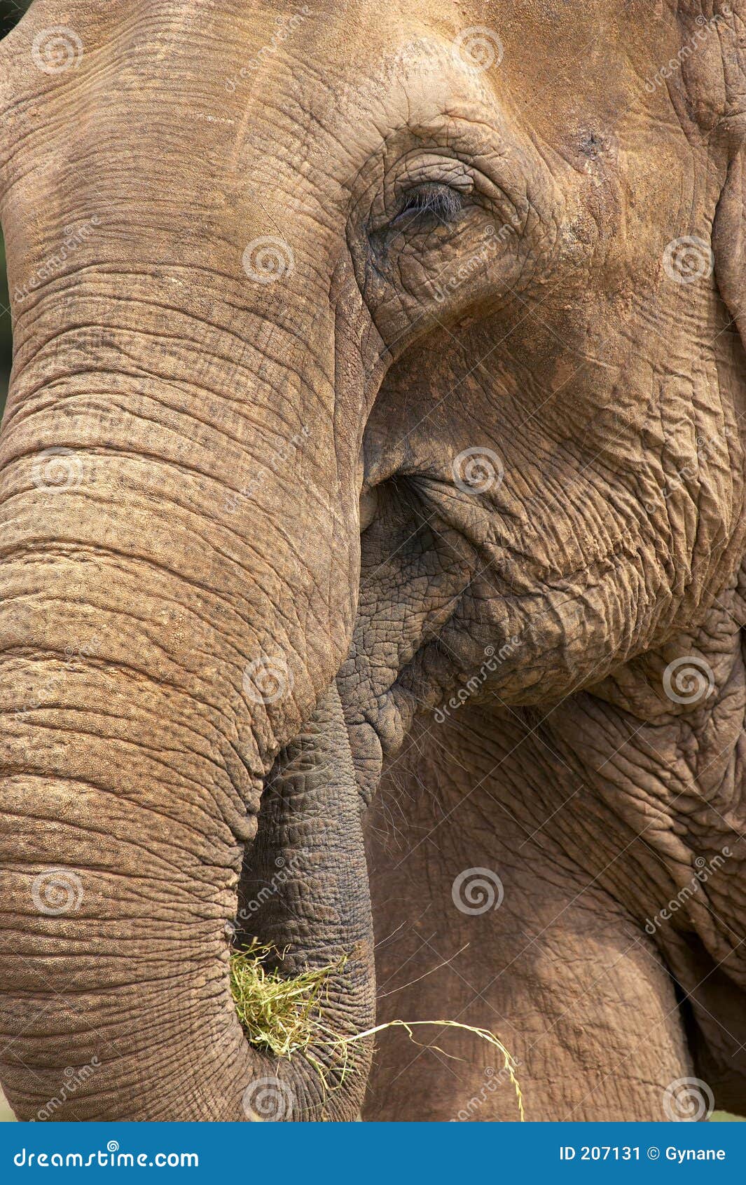 Elephant Head Close Side Profile Portrait Against Green Background ...