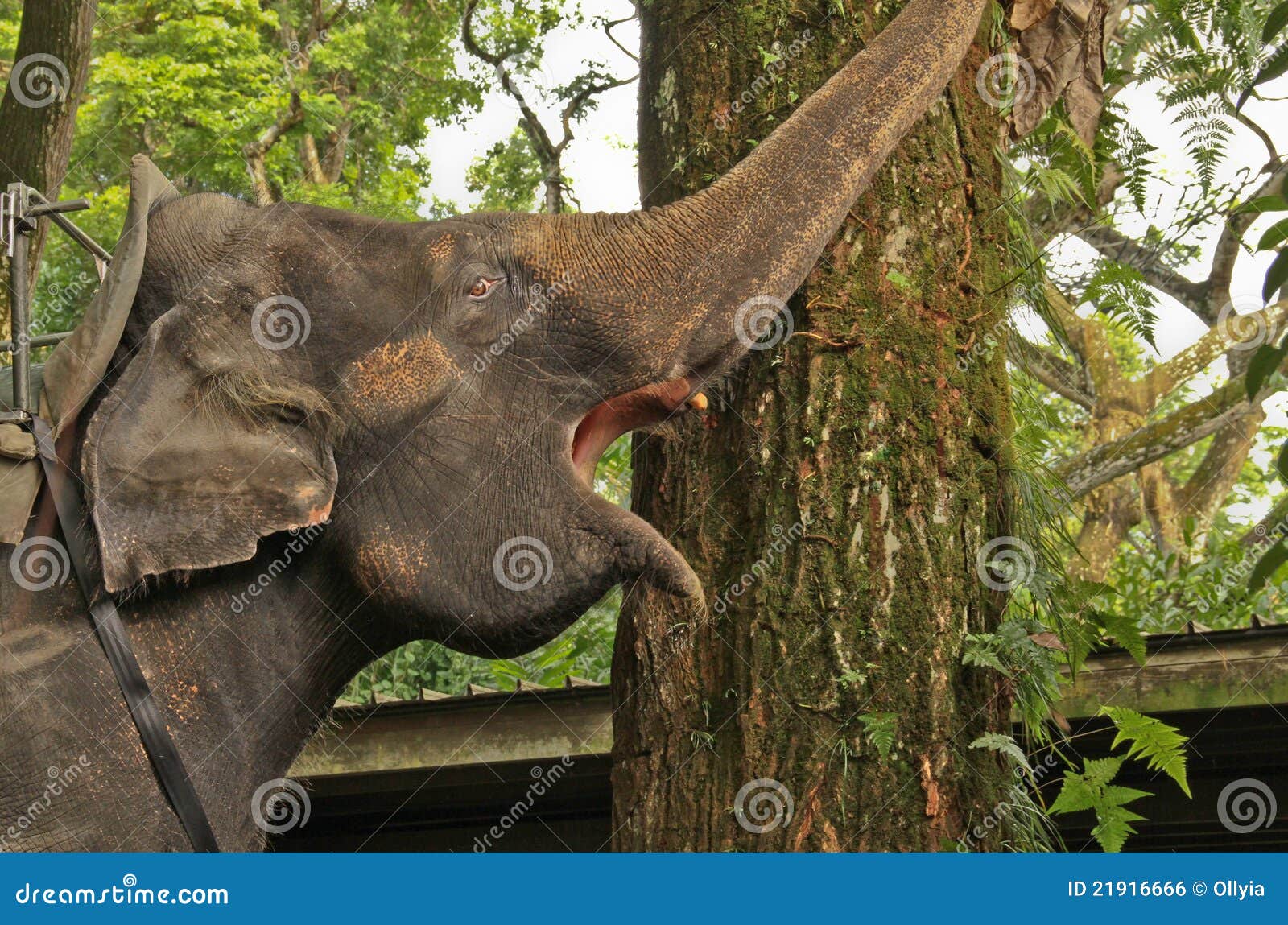 Elephant head stock photo. Image of wild, safari, huge - 21916666
