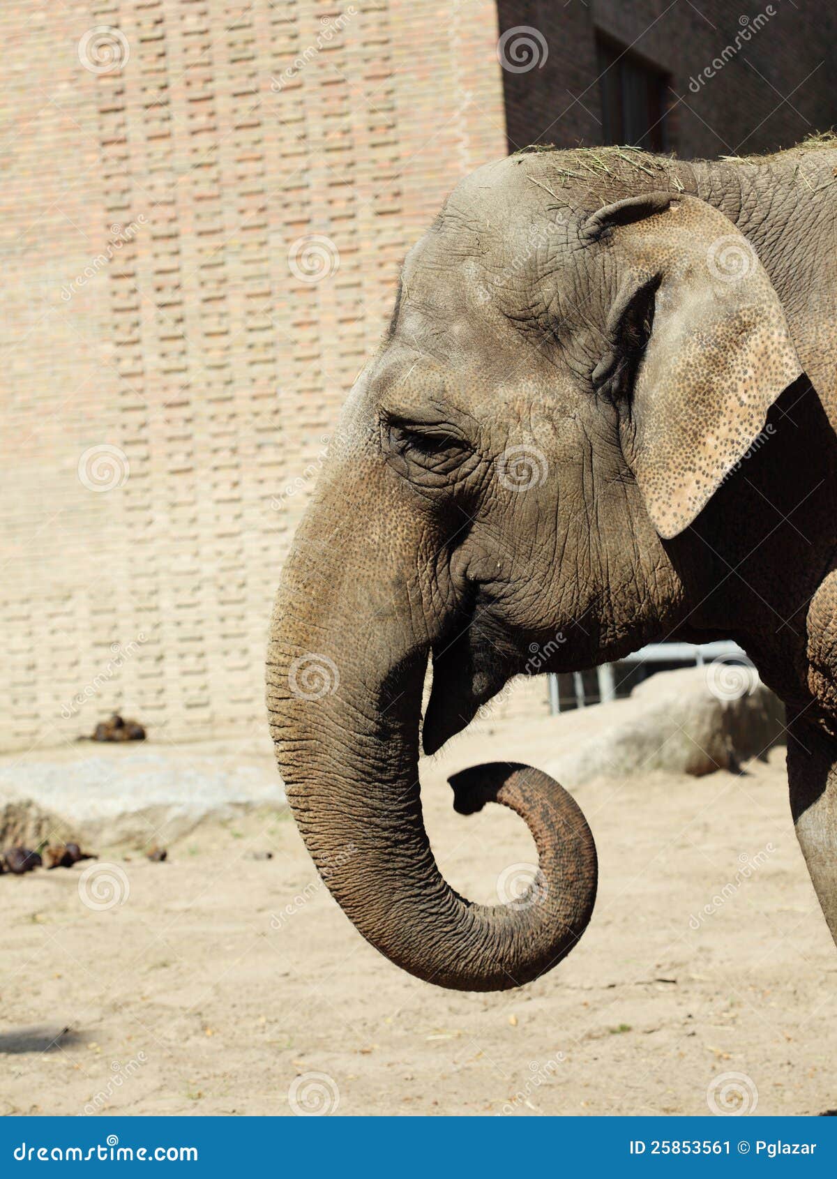 Elephant head stock image. Image of india, huge, animal - 25853561