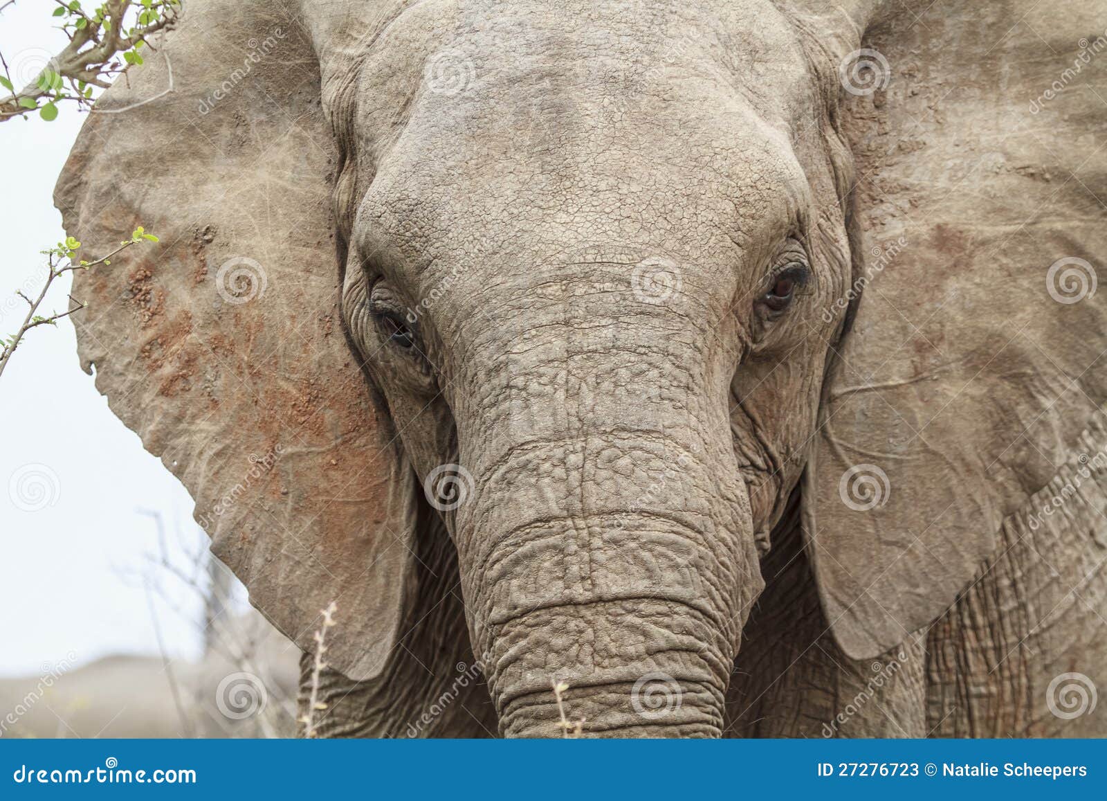 Elephant head stock image. Image of species, animals - 27276723